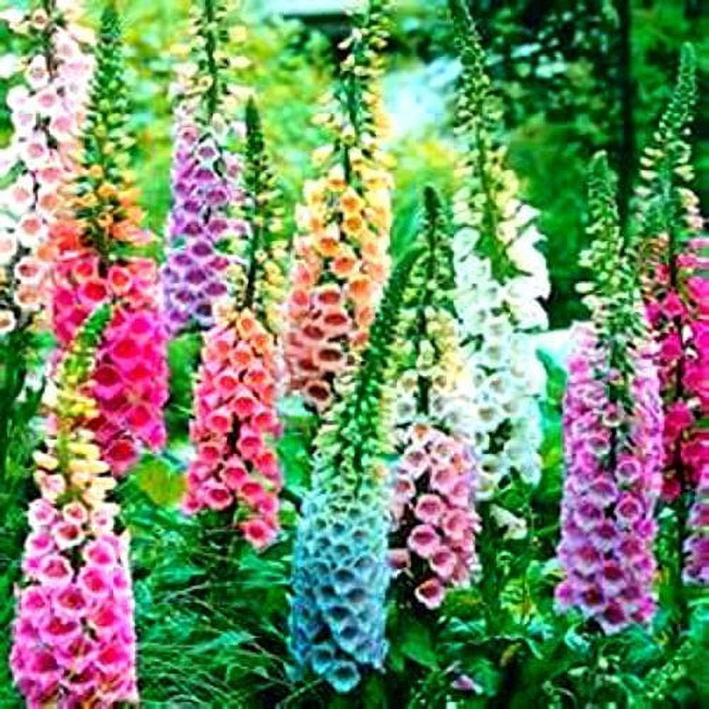 payneandjesus Beautiful Mixed Foxglove 100 Seeds Flower Seeds For ...