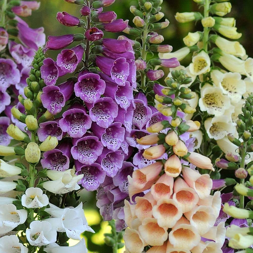 Beautiful Mixed Foxglove 100 Seeds! Comb. - Walmart.com