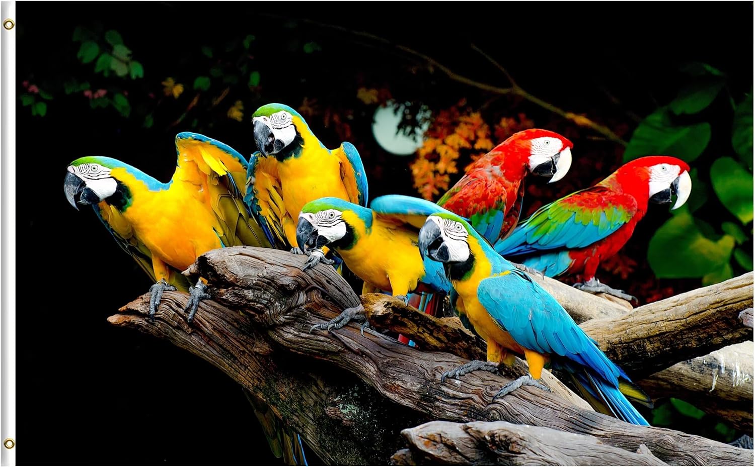 Beautiful Parrot Birds Nature Wild Animals Forest Spring Summer2x3 ...