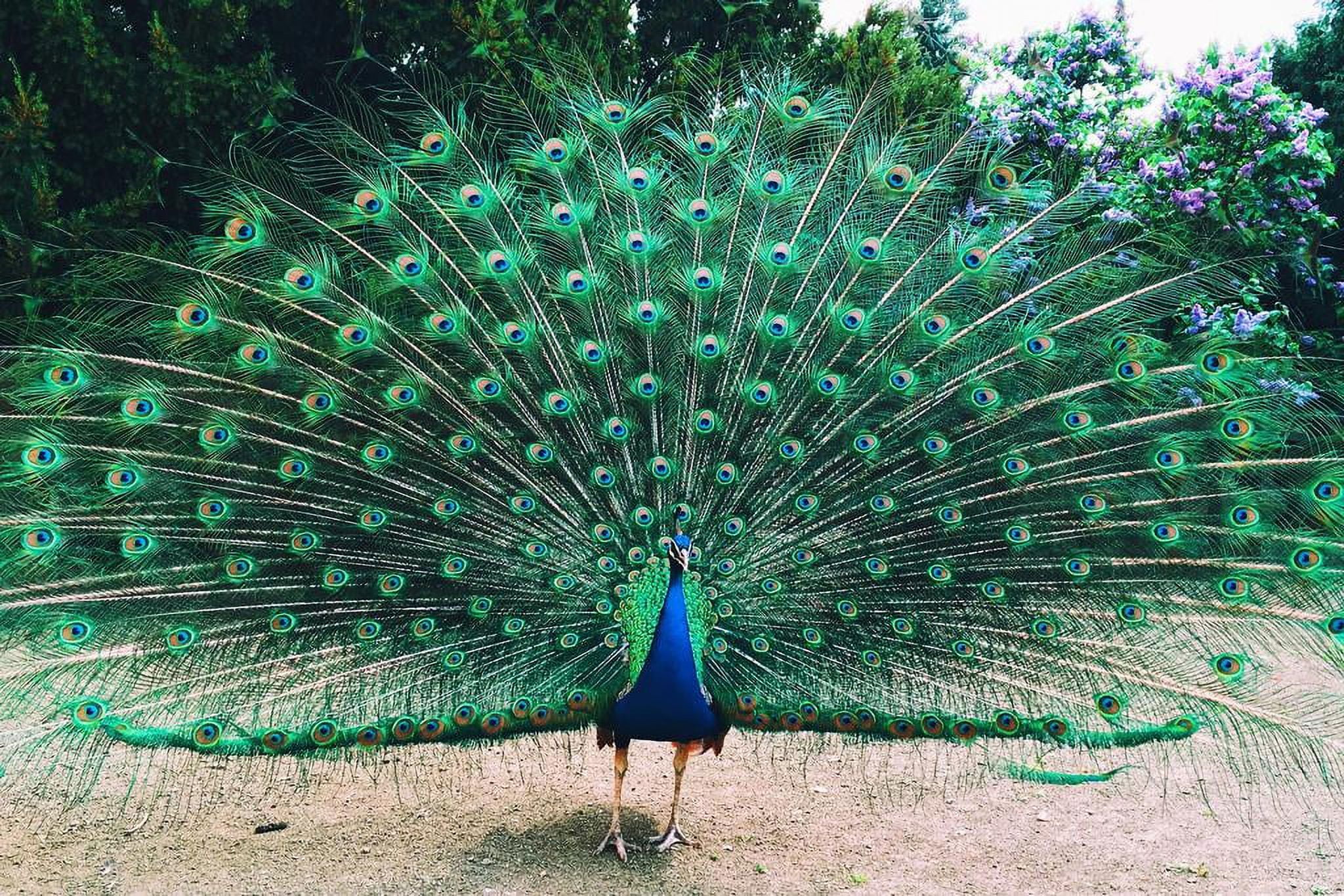 Beautiful Peacock with Feathers Spread Photo Poster Peafowl Bird ...