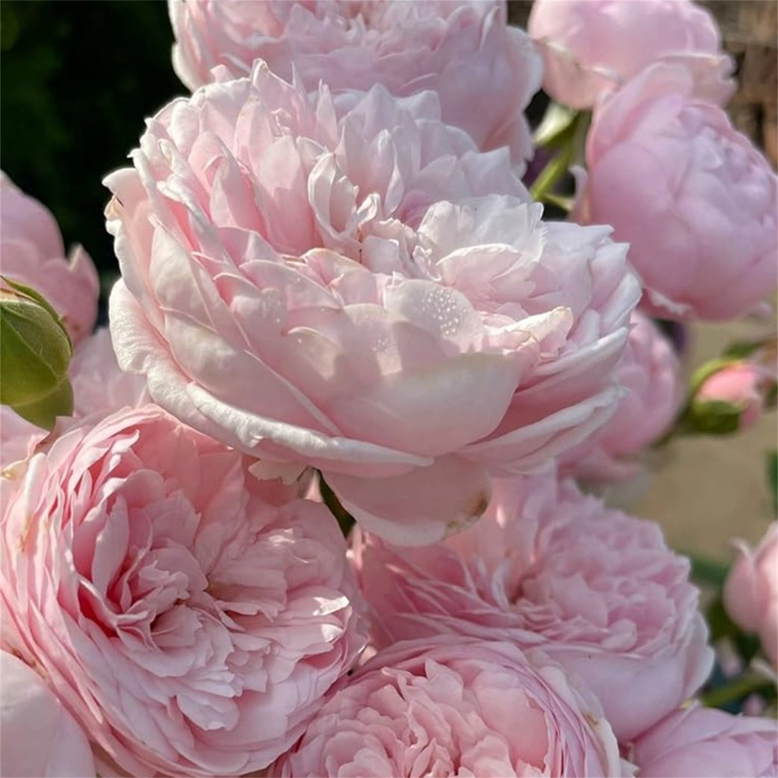 Beautiful Peony for Planting (Non-Artificial), Easy Grow Fast Growing ...
