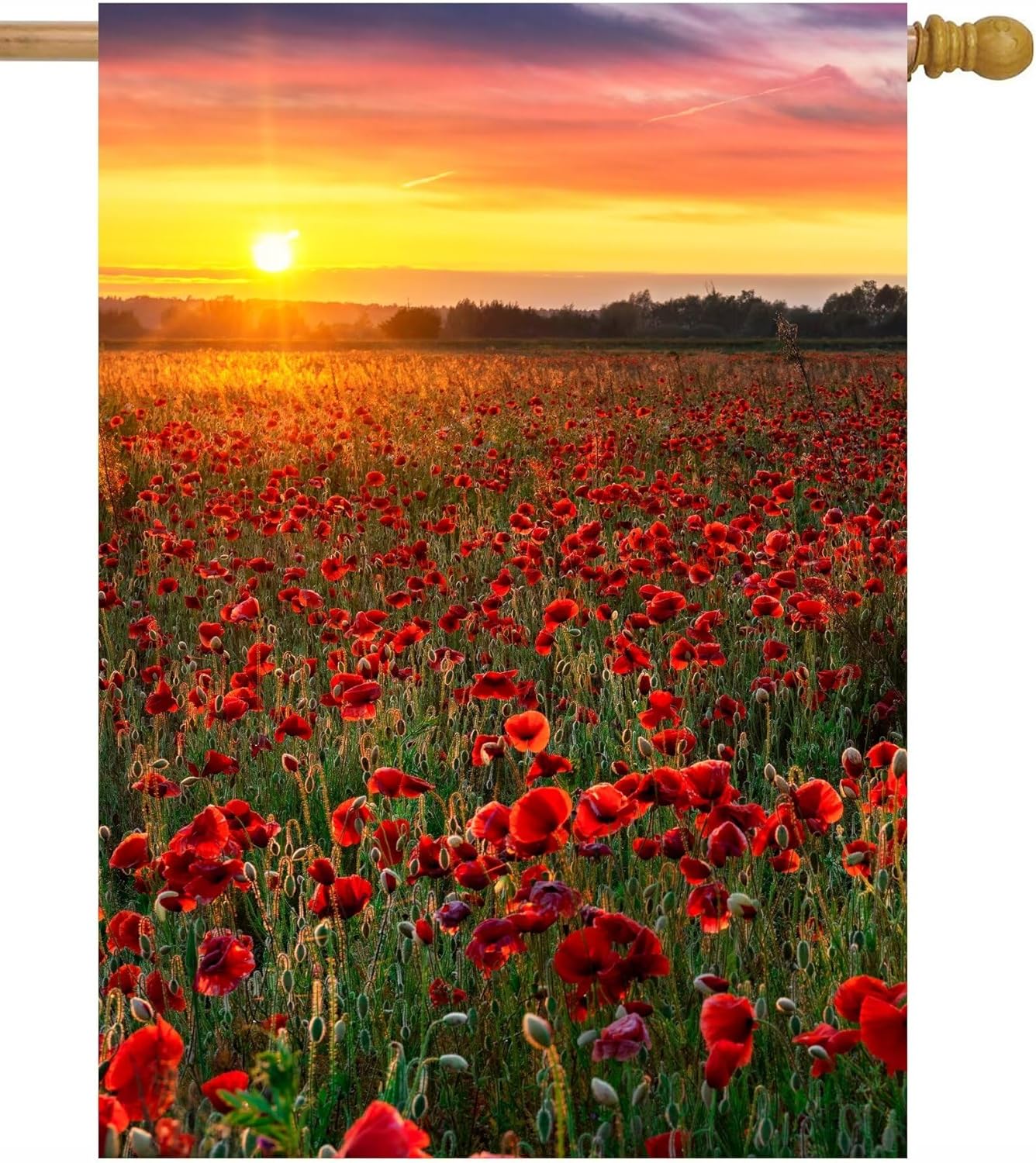 Beautiful Poppy Field Red Floral Flowers Sunrise Spring Summer Seasonal ...