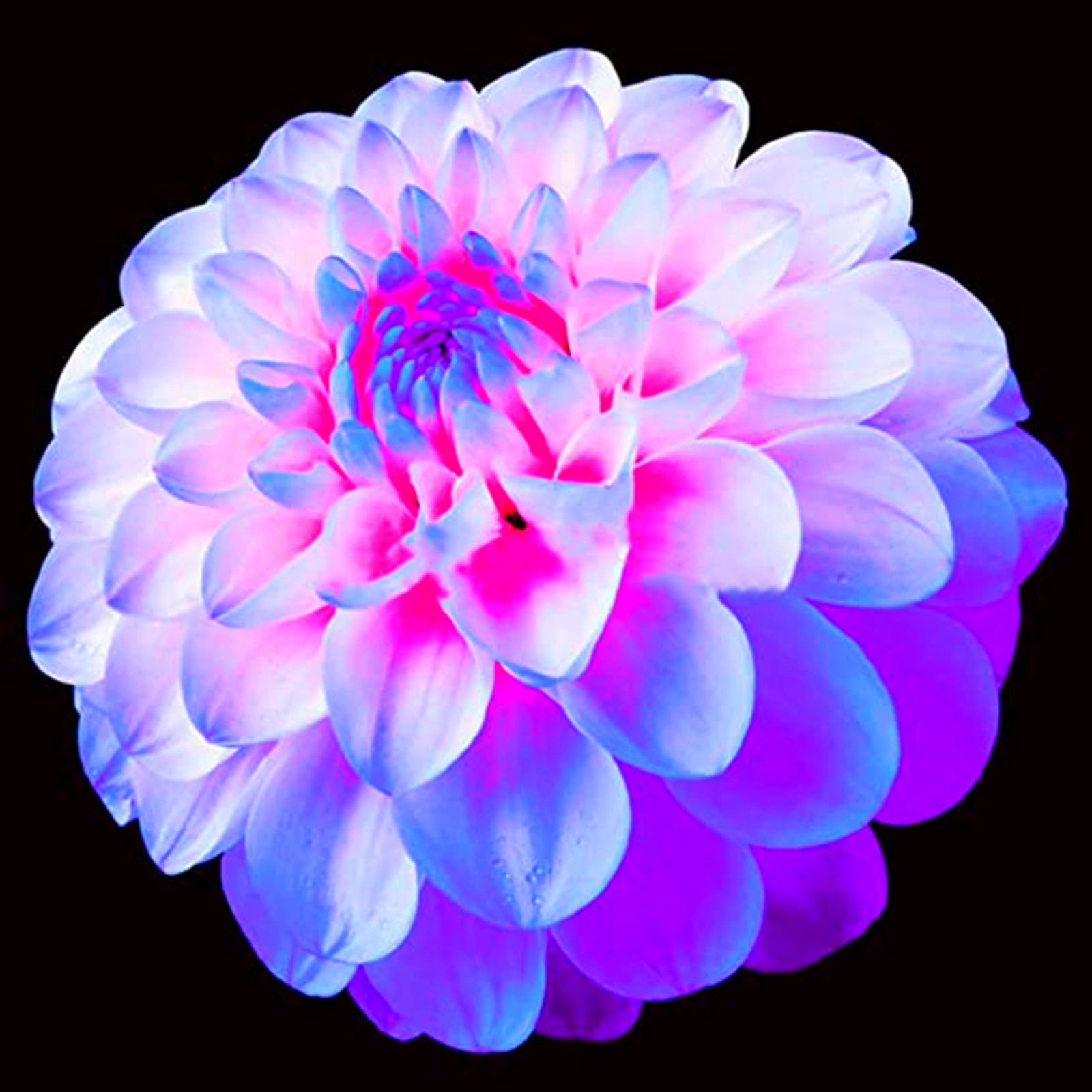 Beautiful Rainbow Dahlias-Gift Garden-Home Decoration-Bloom Year After ...