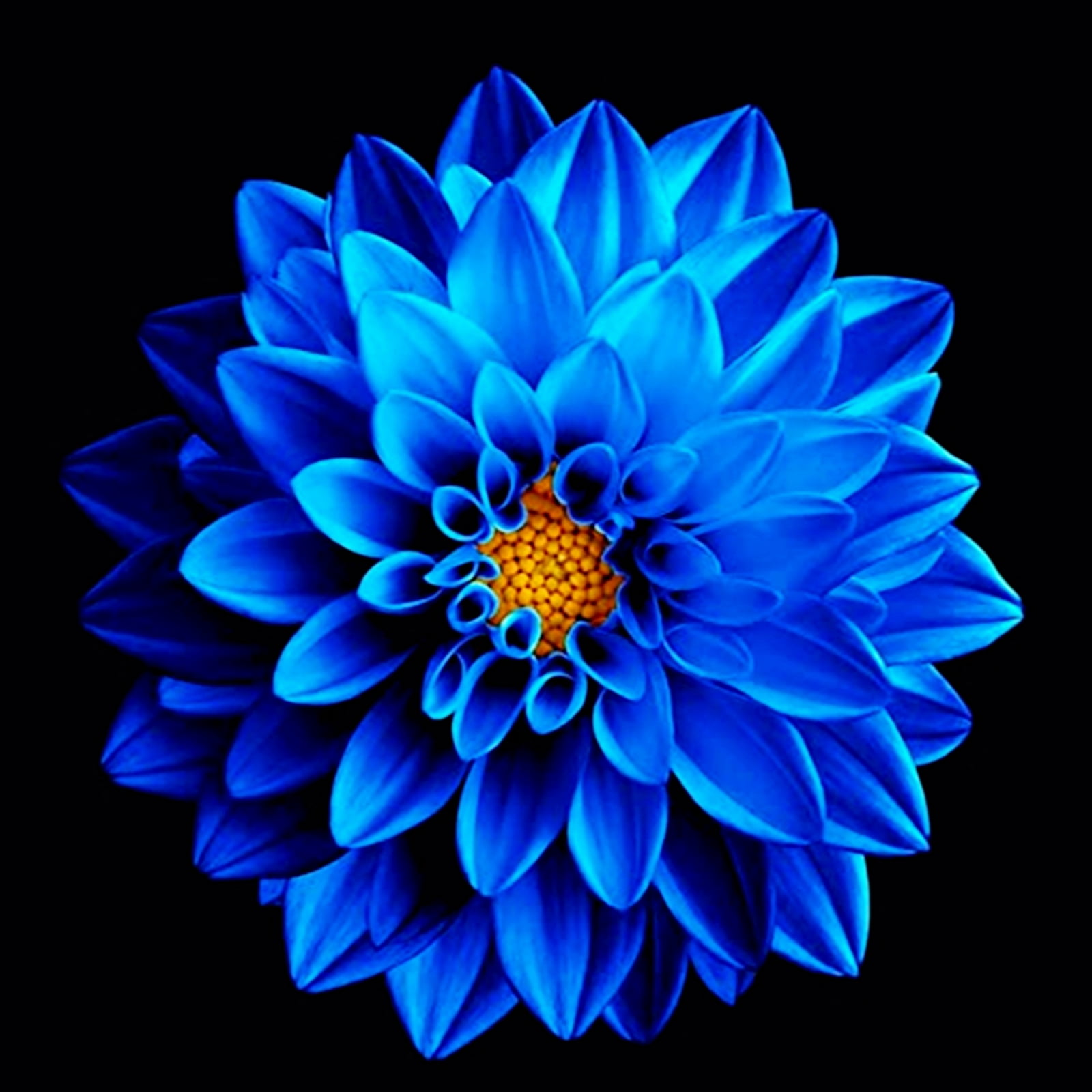 Beautiful Rainbow Dahlias-Gift Garden-Home Decoration-Bloom Year After ...