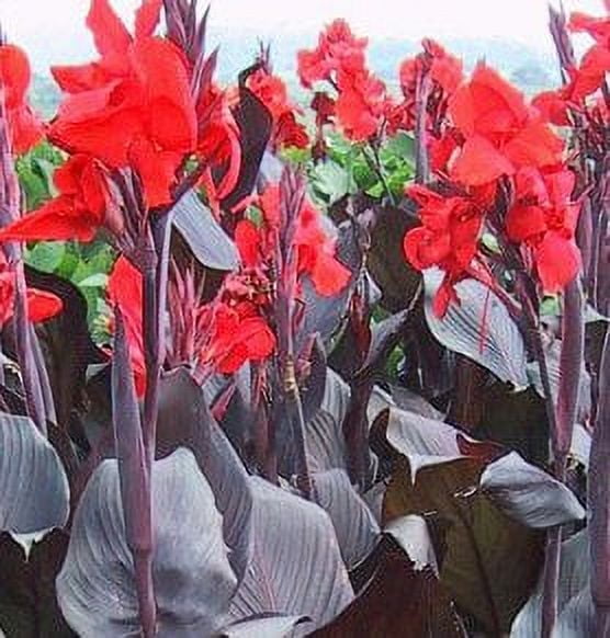 Beautiful Red Flowering Tropical Black Canna Lily Fresh Top Size ...