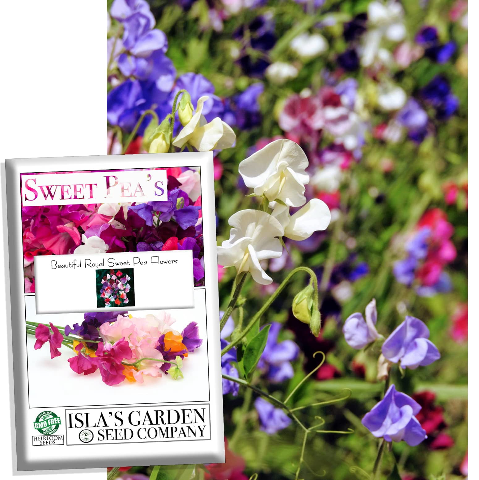 Beautiful Royal Sweet Pea Seeds (Lathyrus odoratus) MHD1- Heirloom Non ...