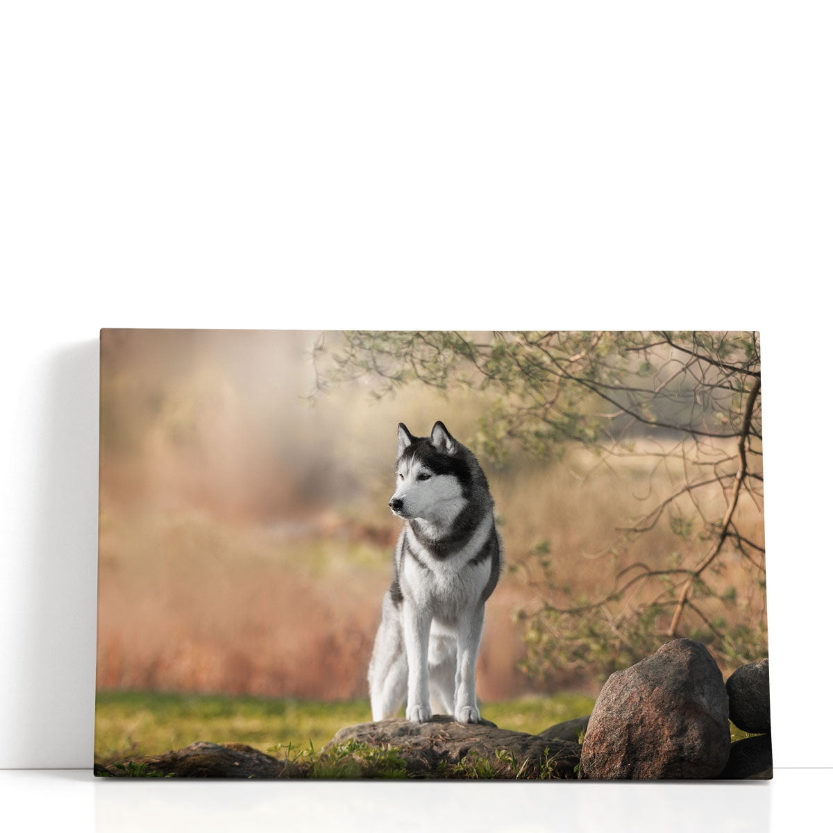 Beautiful Siberian Husky in Nature - Wrapped Canvas Print Wall Art | 24 ...