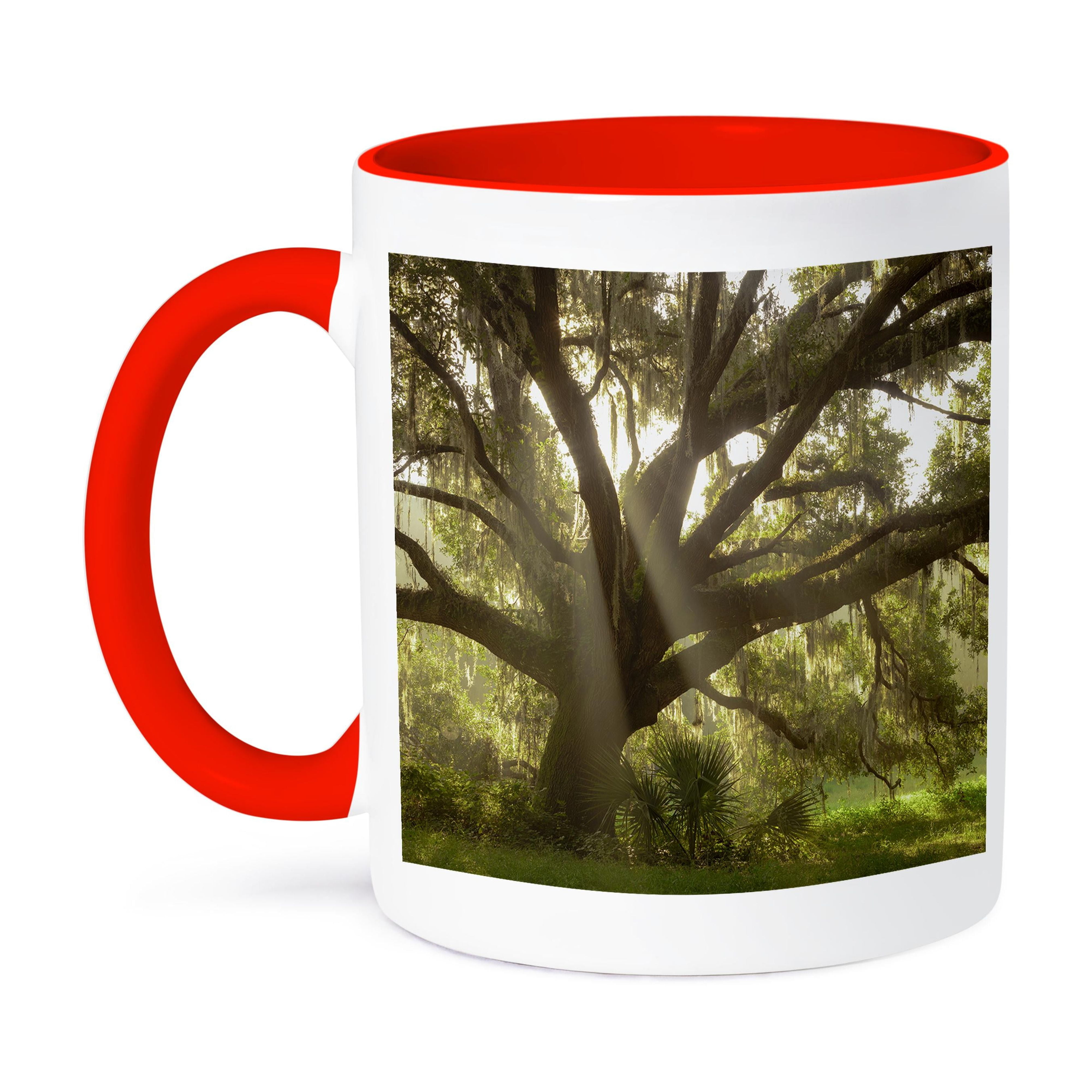 Beautiful Southern Live Oak Tree, Quercus Virginiana, Central Florida ...