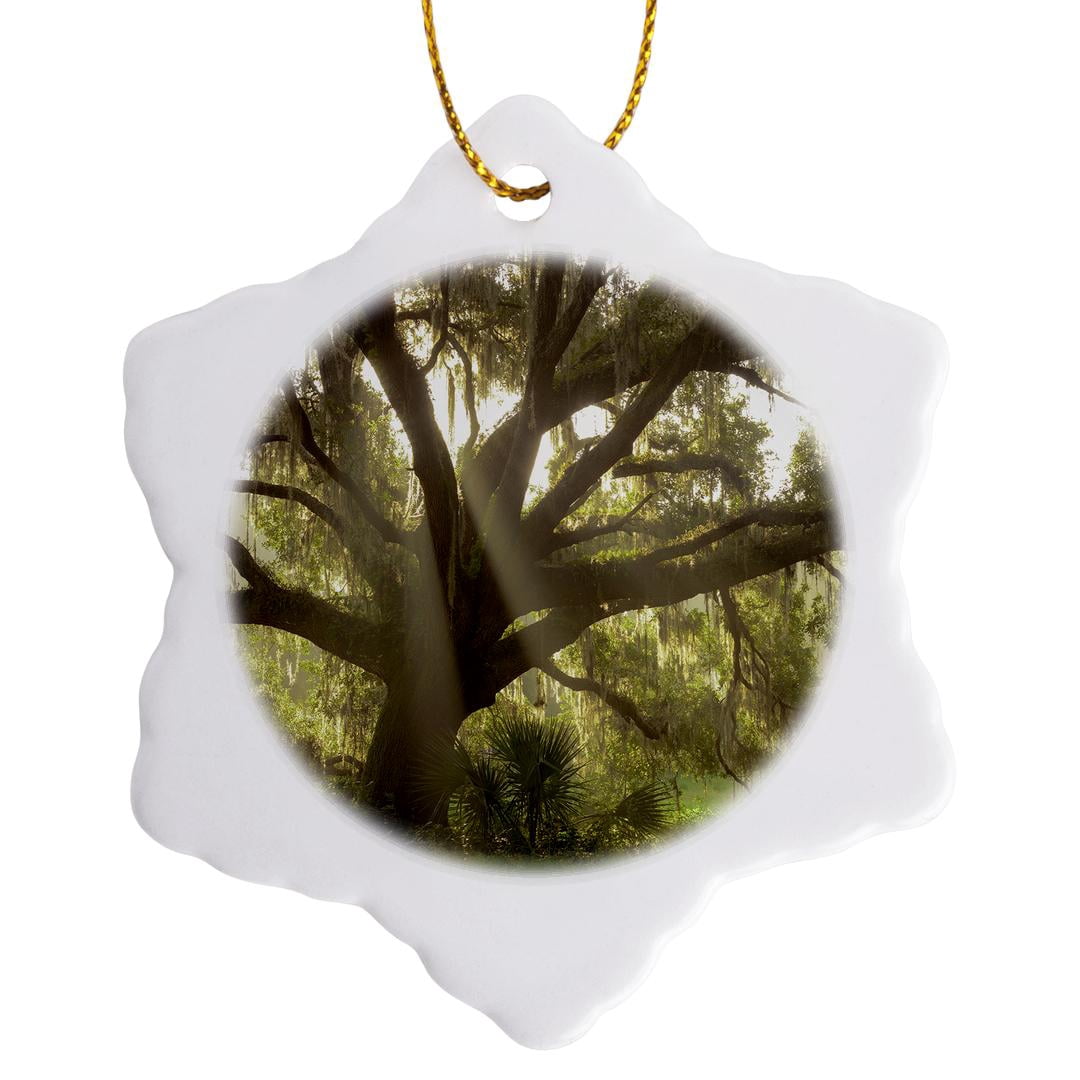 3drose, Beautiful Southern Live Oak Tree, Quercus Virginiana, Central ...