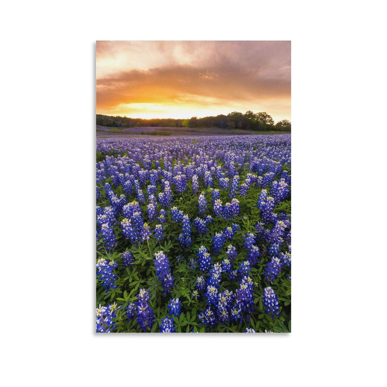 Beautiful Texas Bluebonnets Flowers Sunset Landscape Art Poster Canvas ...