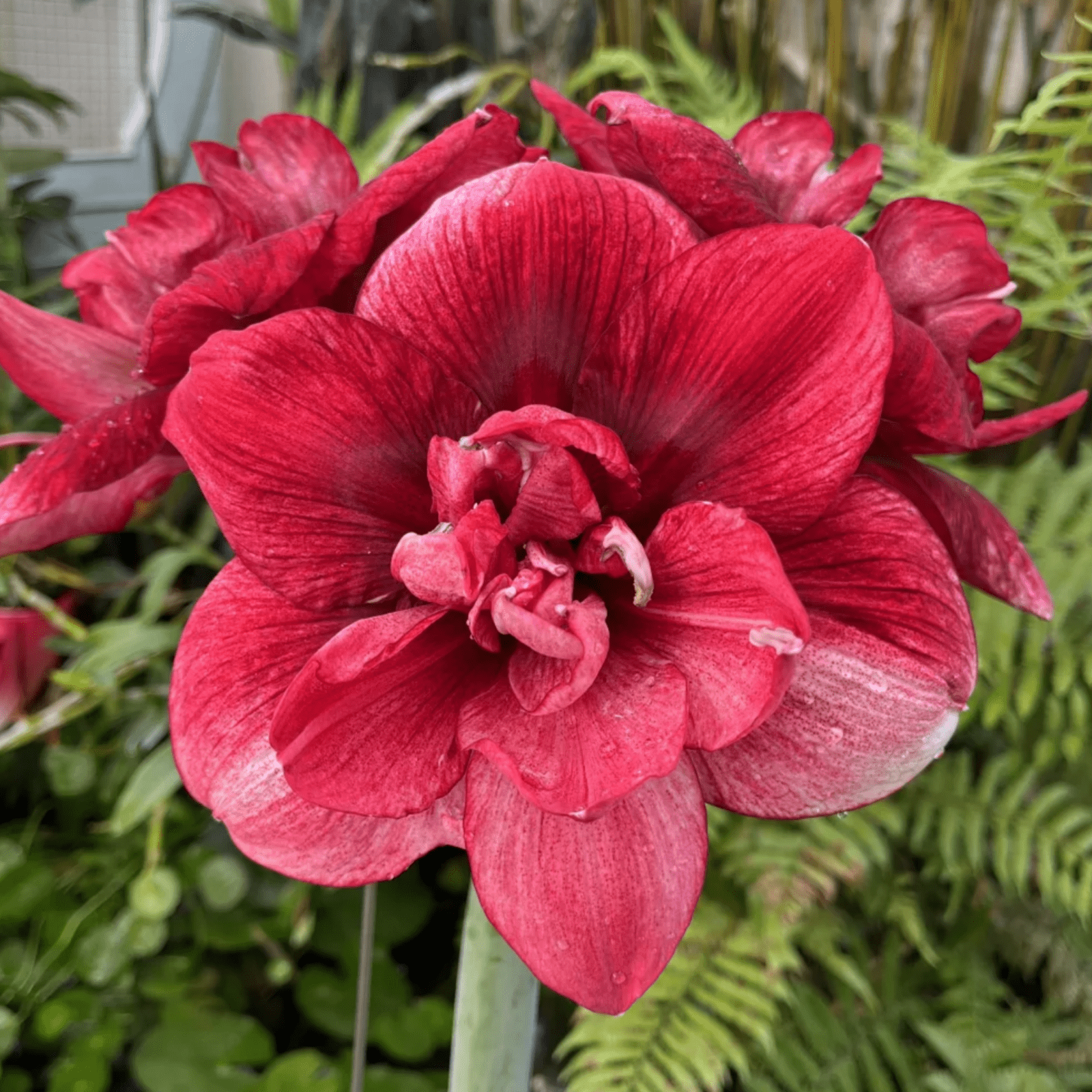 Beautiful amaryllis bulbs, super high ornamental value, create a dream ...