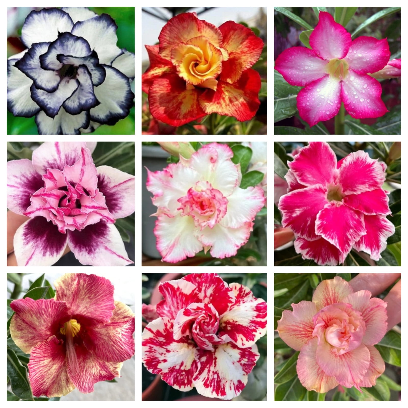 Beautiful desert rose, easy to care for, adds color to the garden ...