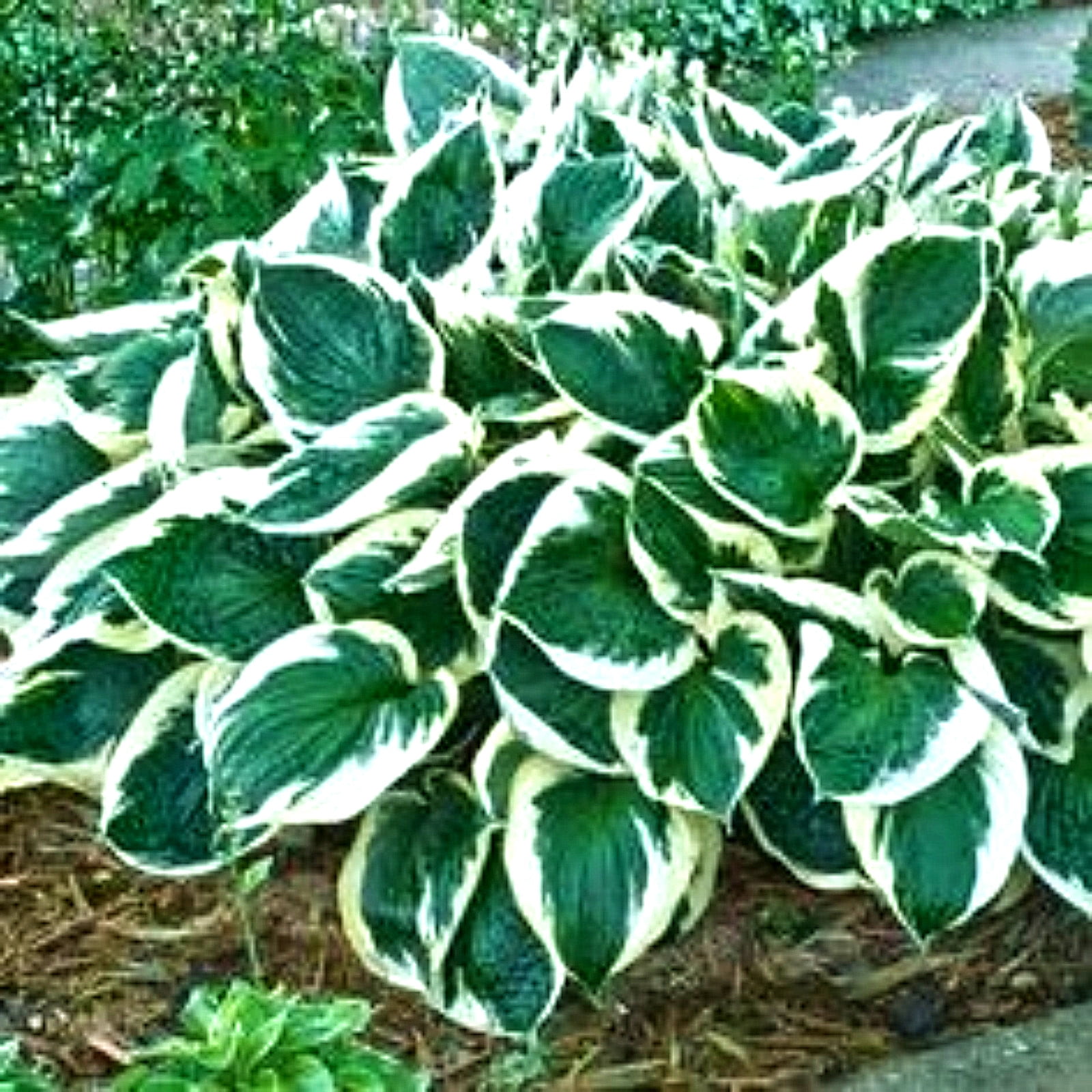 Beautiful hosta bulbs, perfect for decorating your garden and yard ...