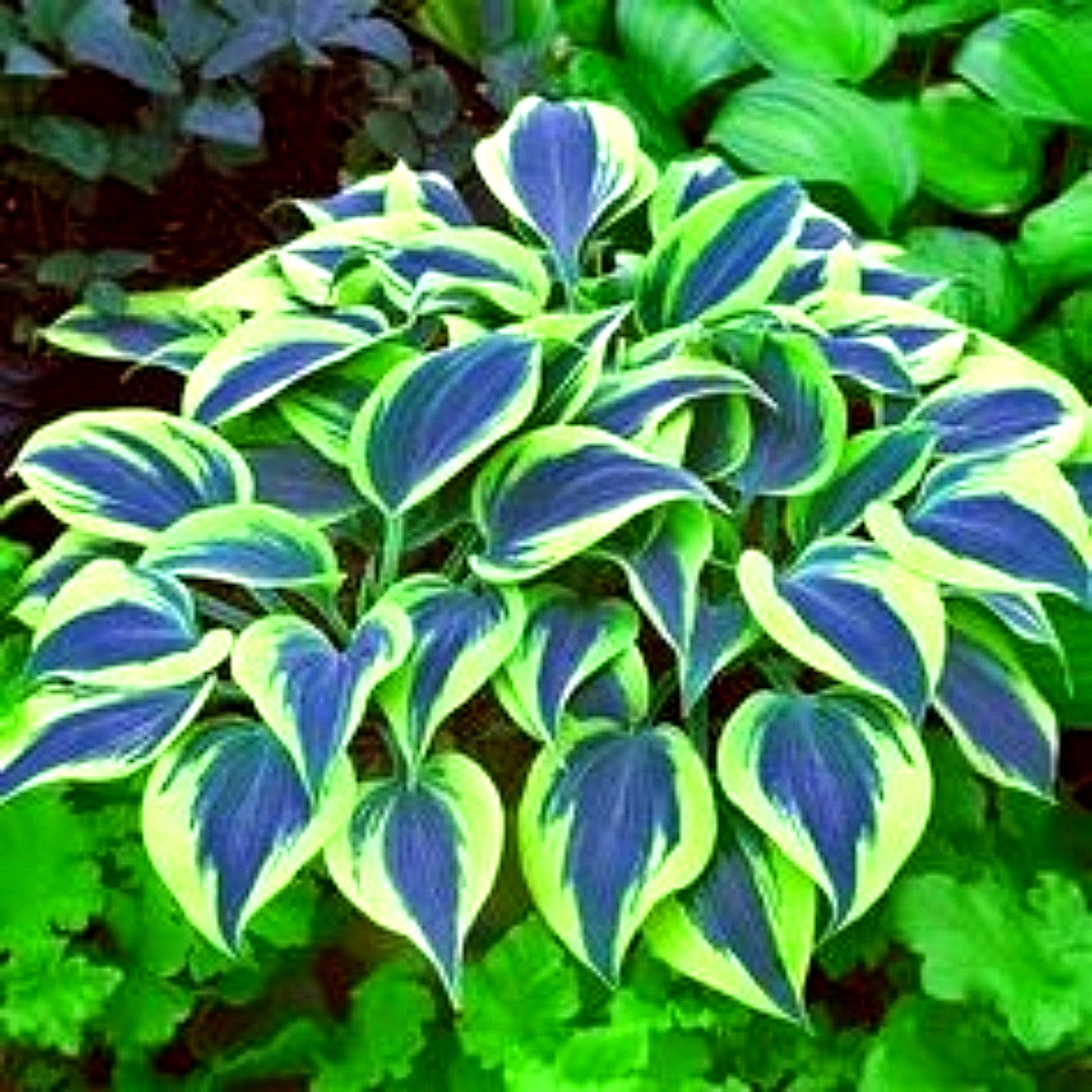 Beautiful hosta bulbs, perfect for decorating your garden and yard ...
