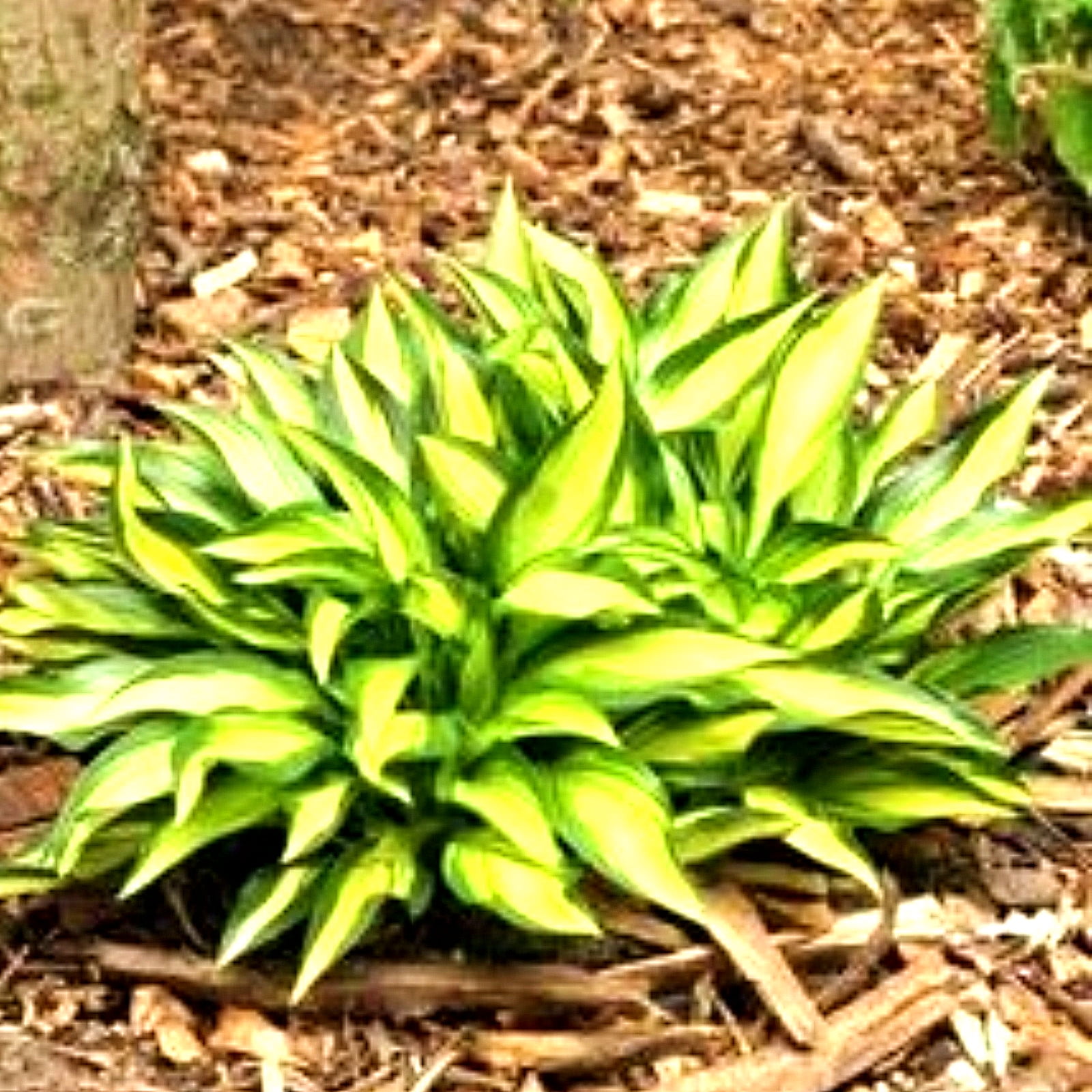 Beautiful hosta bulbs, perfect for decorating your garden and yard ...