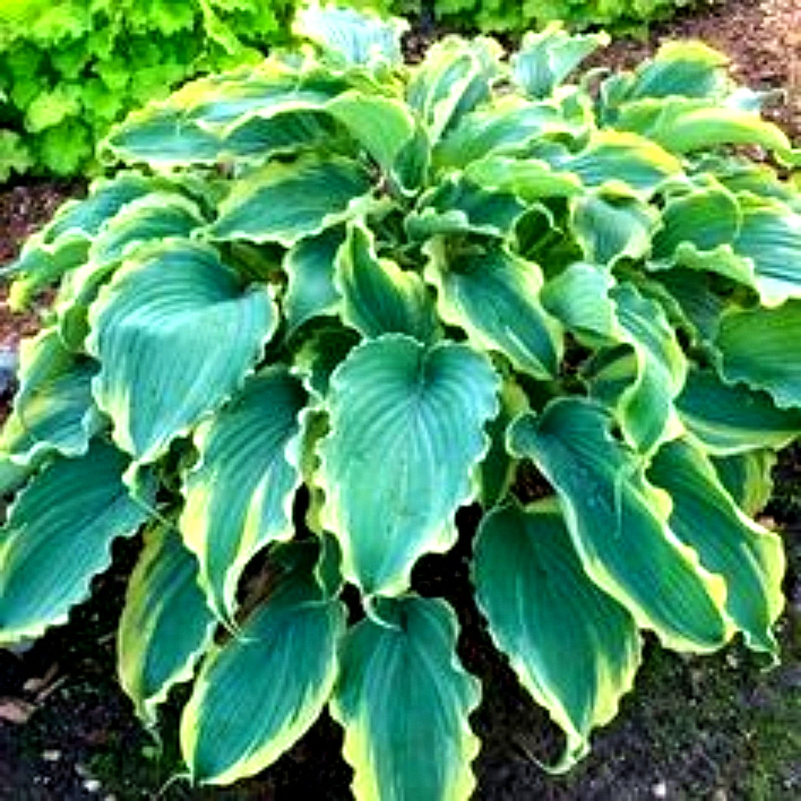 Beautiful hosta bulbs, perfect for decorating your garden and yard ...