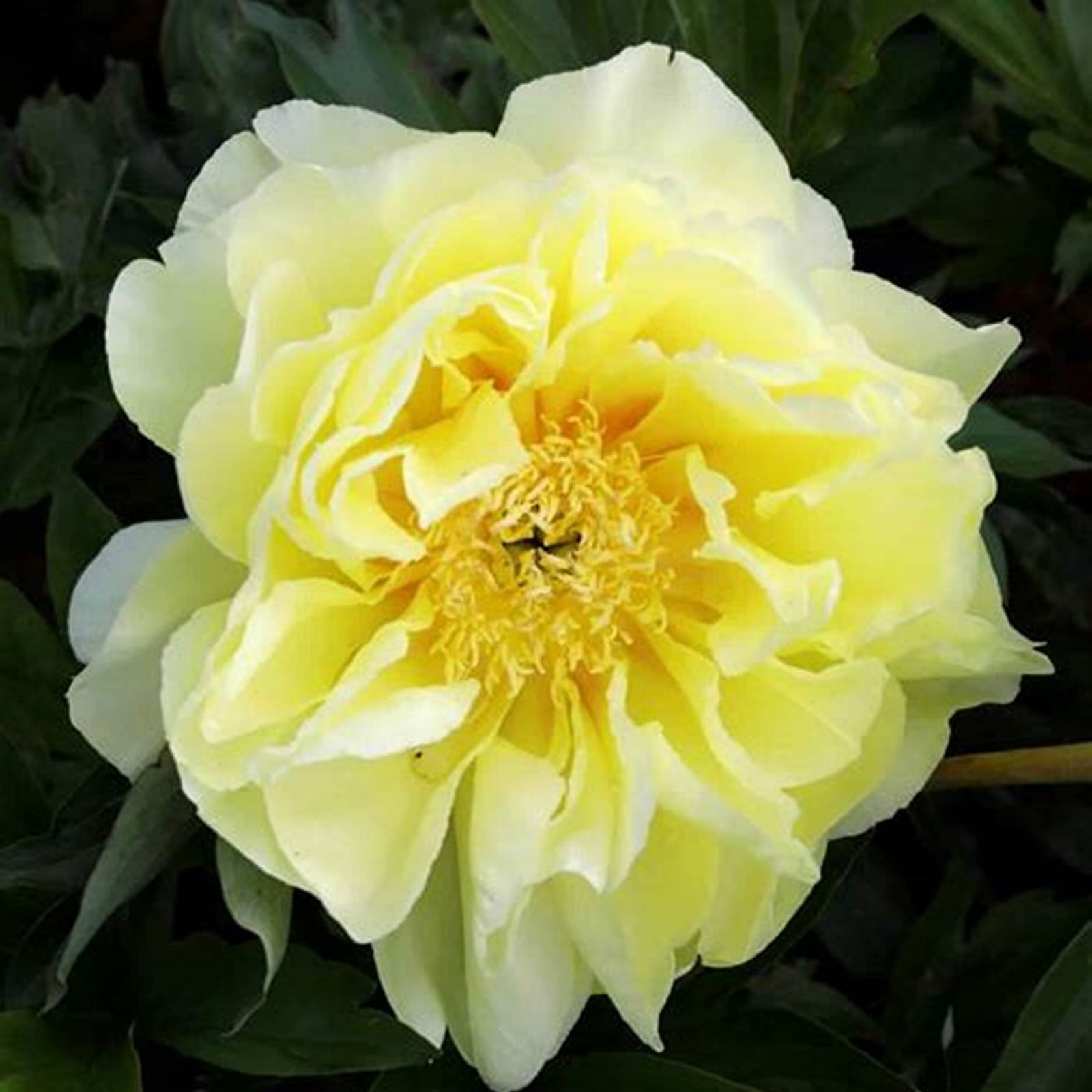 Beautiful peony bulbs, perennial plants, garden balcony decoration ...