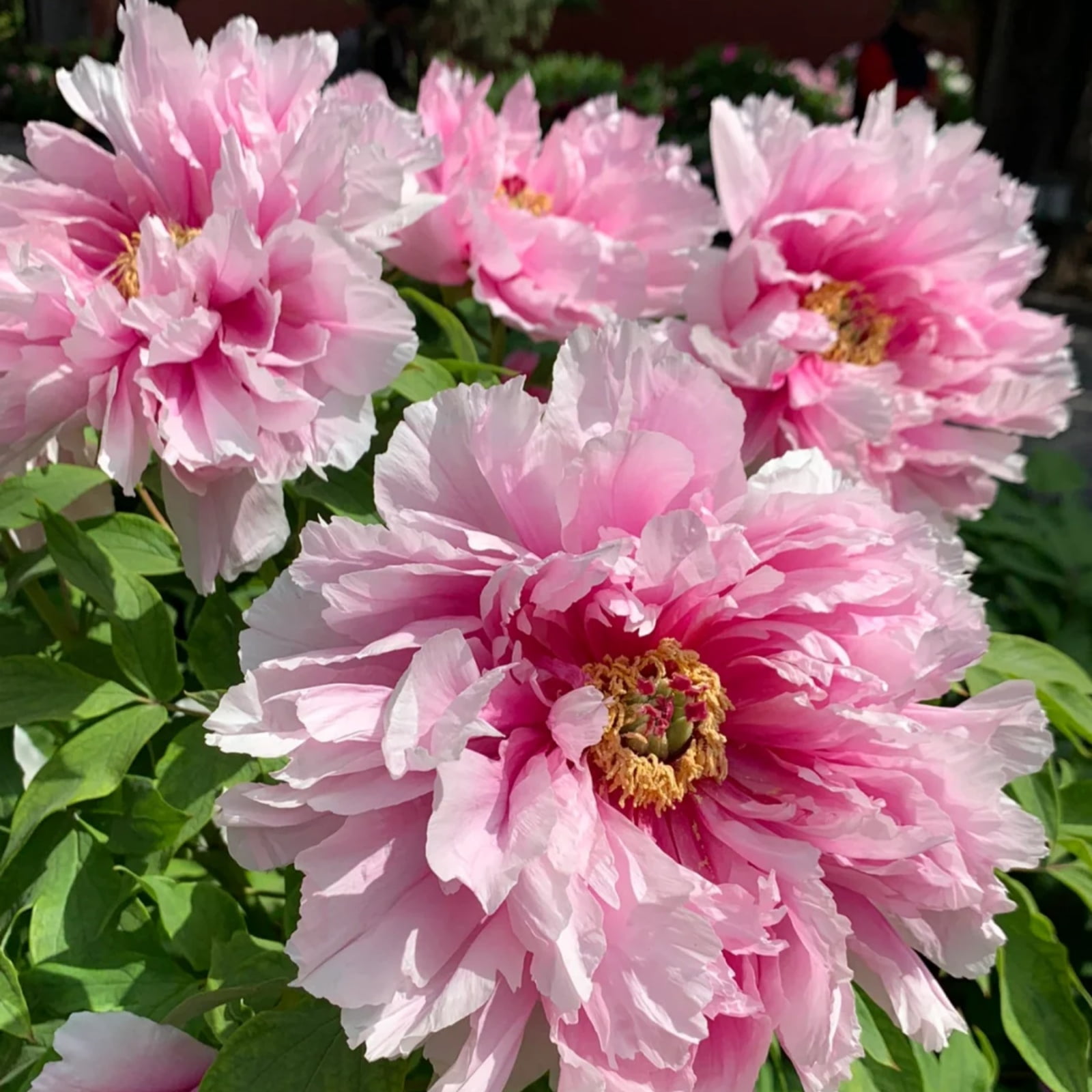 Beautiful peony bulbs, perennial plants, garden balcony decoration ...