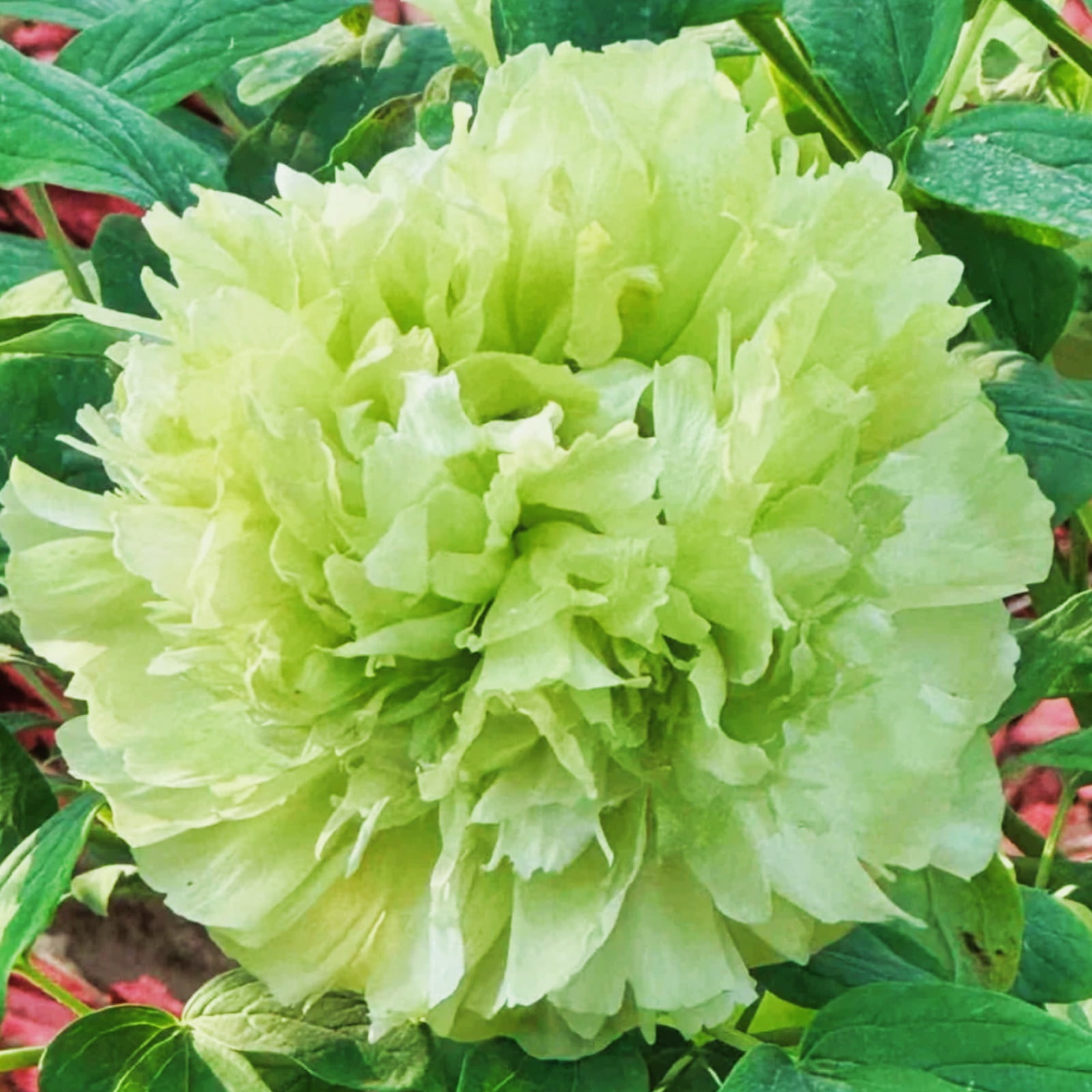 Beautiful peony flowers, easy to plant, fast growing, beautifying the ...