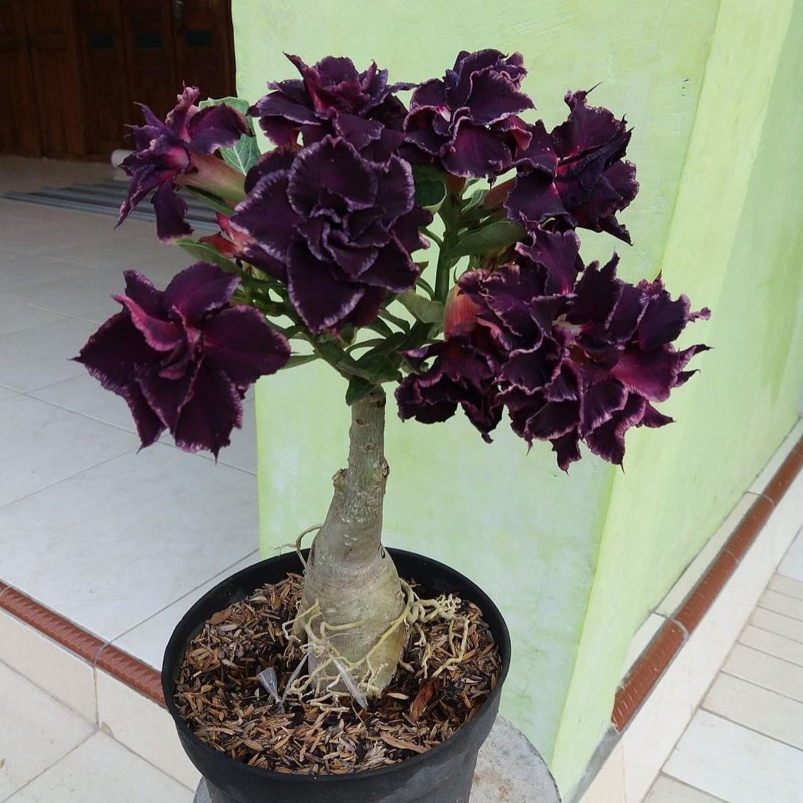 Beautiful tropical plants, Desert Rose plants, Desert Rose rhizomes ...