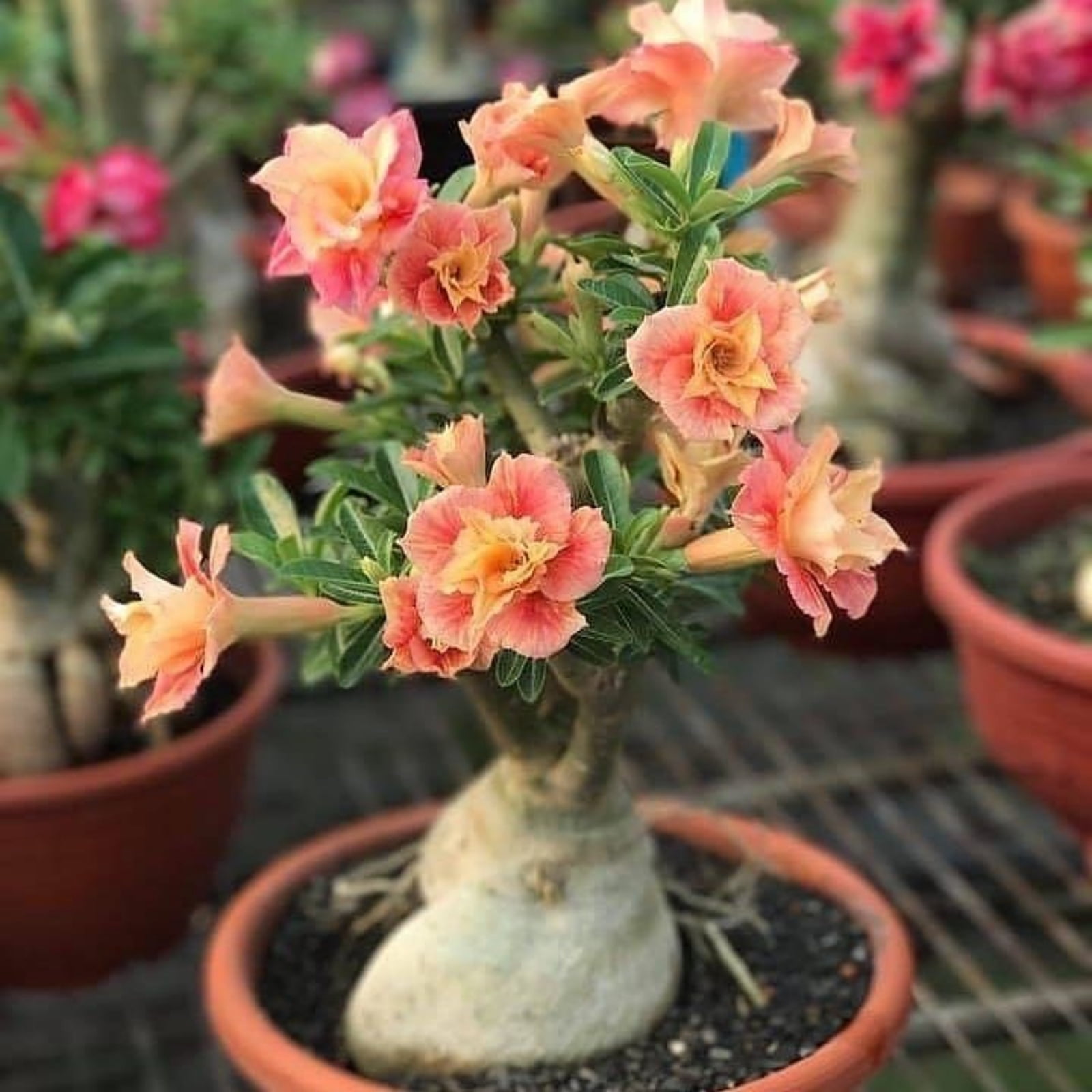Beautiful tropical plants, Desert Rose plants, Desert Rose rhizomes ...