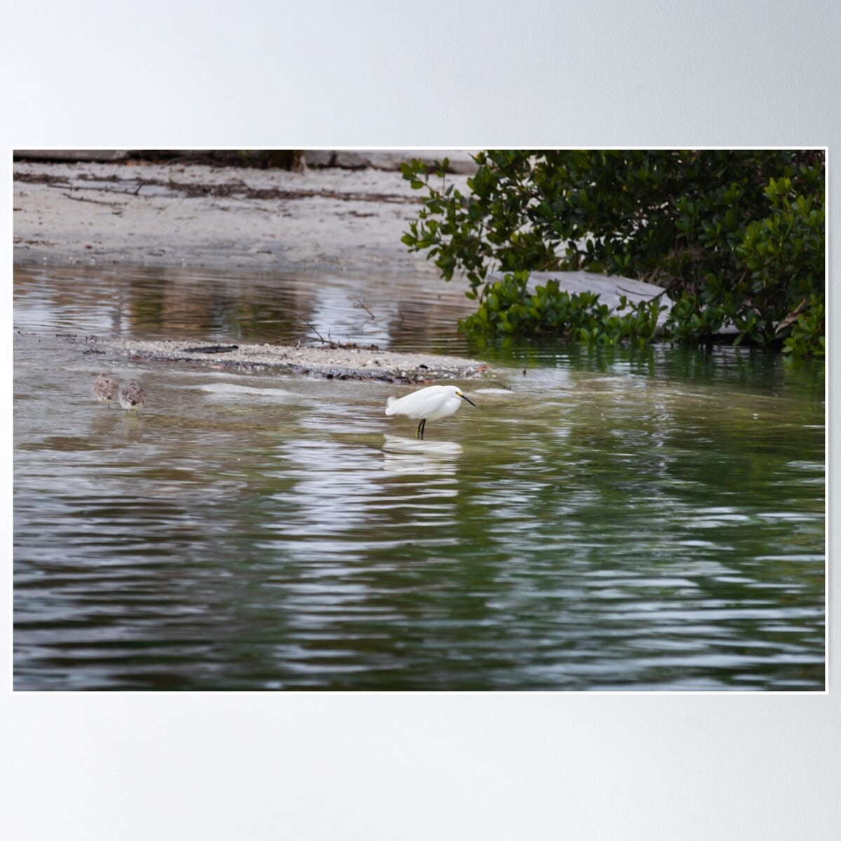 A Beautifully Captured Full Color Photograph Of A White Seabird Fishing ...