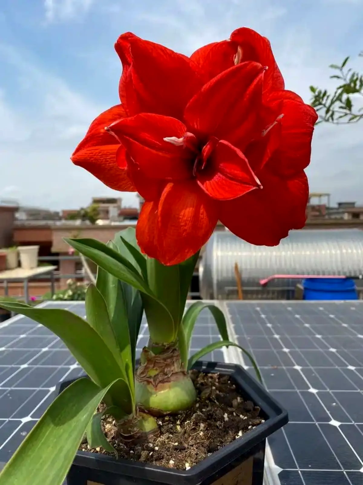 Beautify Environment(Amaryllis)-Pots to Grow - Walmart.com