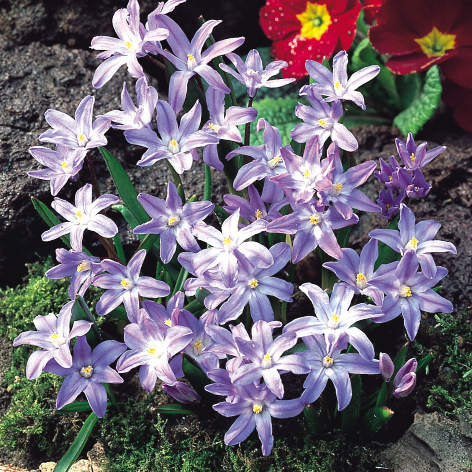 Beautify Environment,Rain Lily For Planting,Delicate,Rain Lily Pink ...