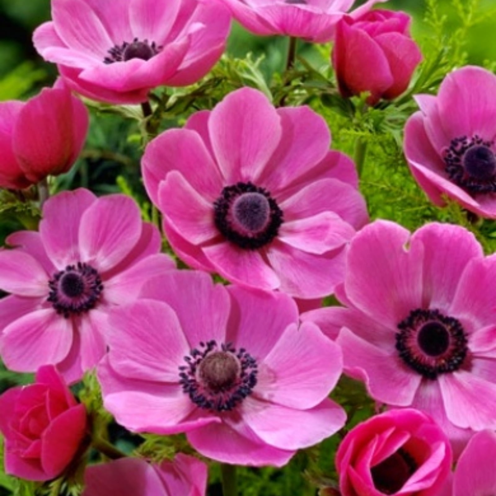 Beautiy Environment -Anemone-for Gardening and Planting-INS garden must ...