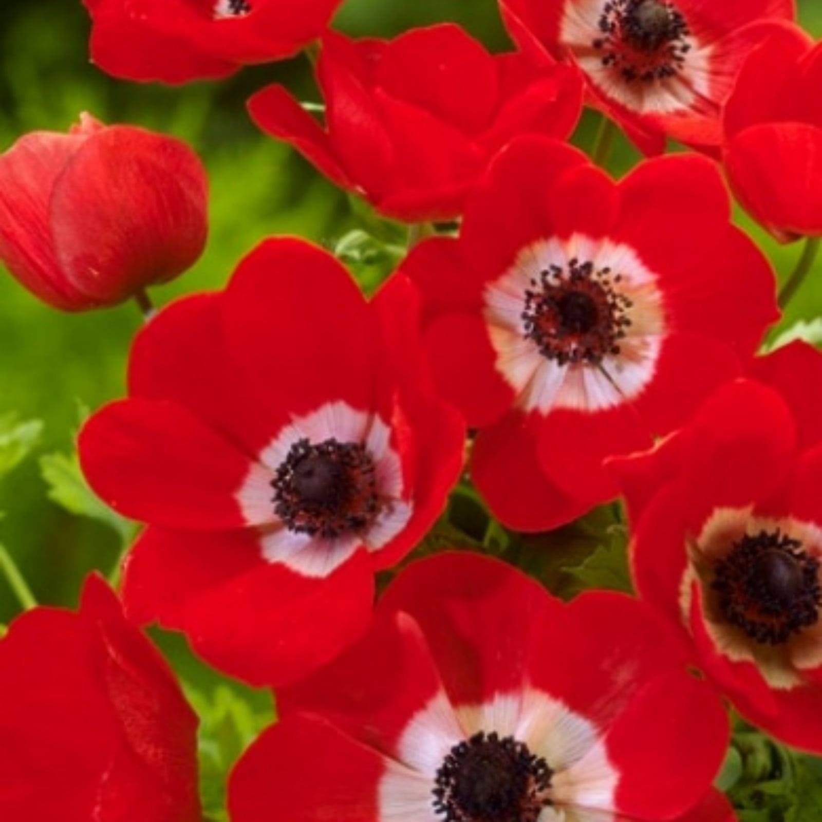Beautiy Environment -Anemone-for Gardening and Planting-INS garden must ...