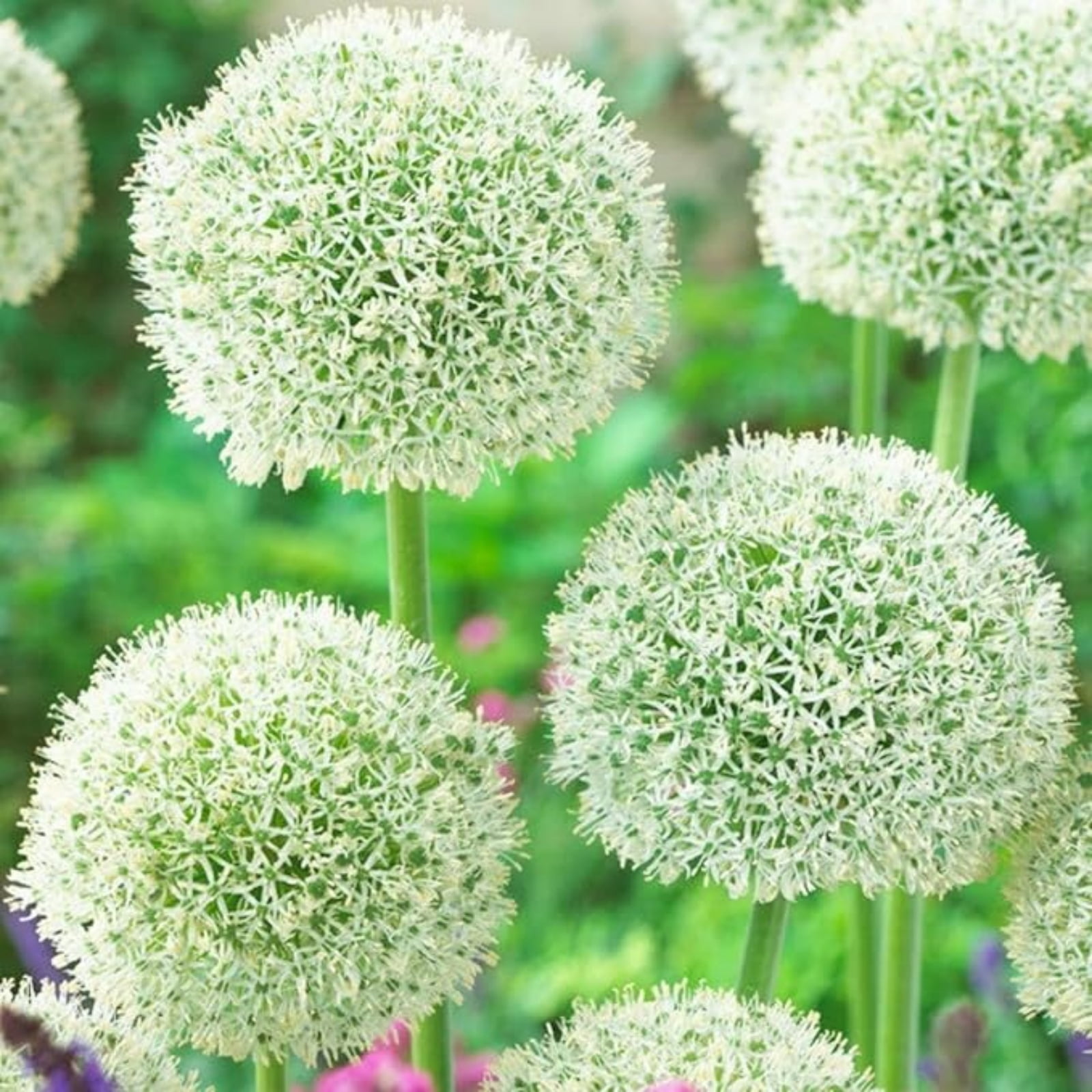 Beautiy Environment -Giant Allium-Bulbs For Planting-for Gardening and ...