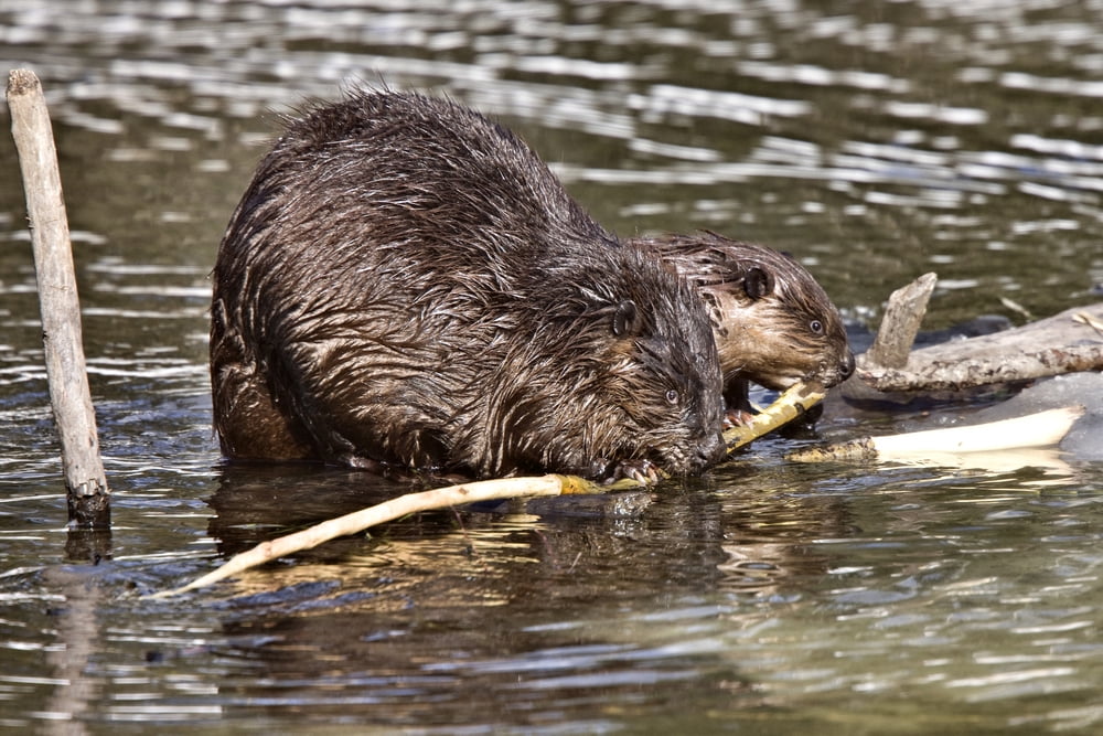 Beaver (12x18 Wall Art Poster, Room Decor) - Walmart.com
