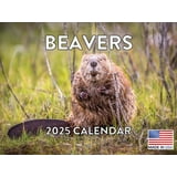 Beaver Calendar 2025 Monthly Wall Calender 12 Month | American Made In ...