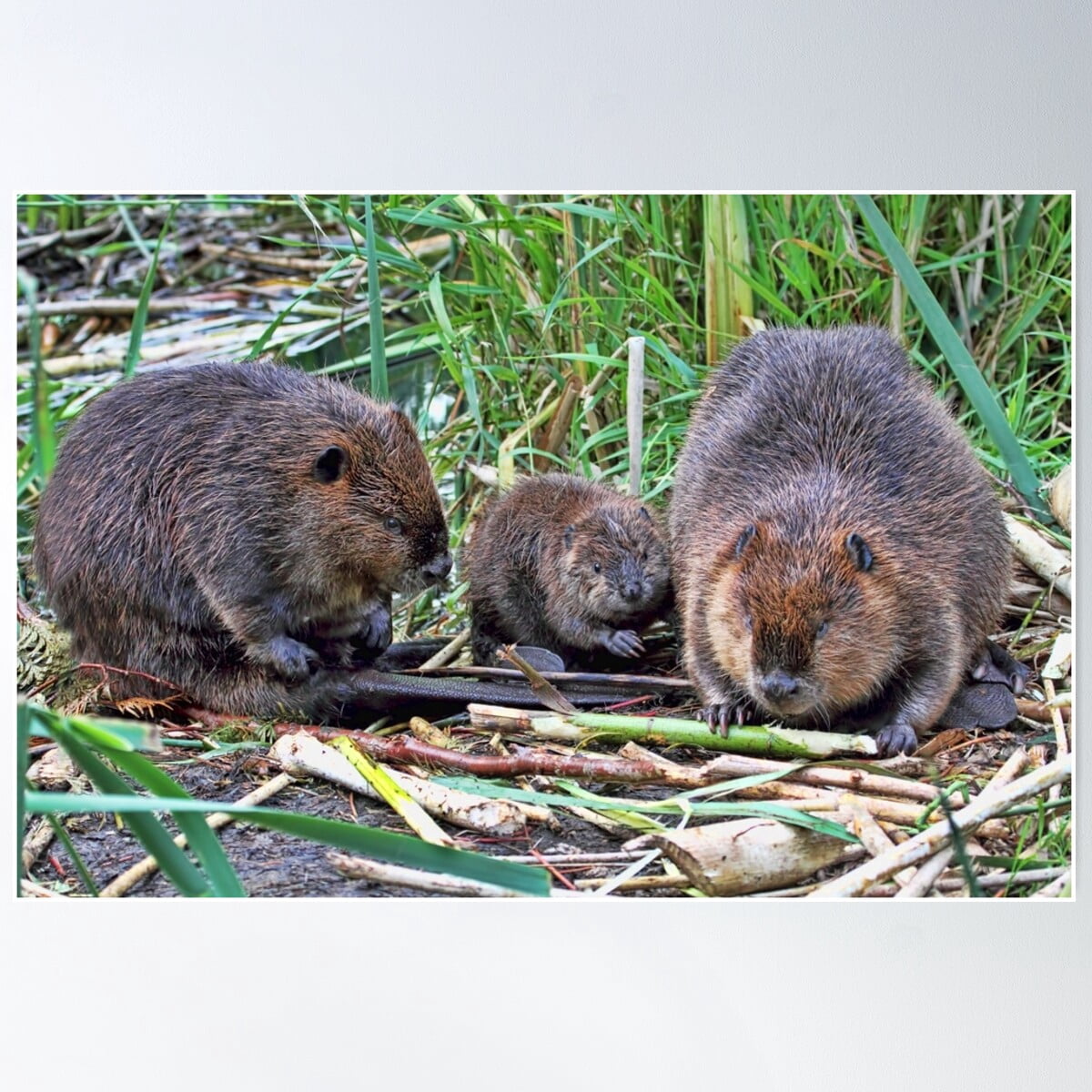 Beaver Family Poster Wall Art, Modern Wall Decor For Living Room ...