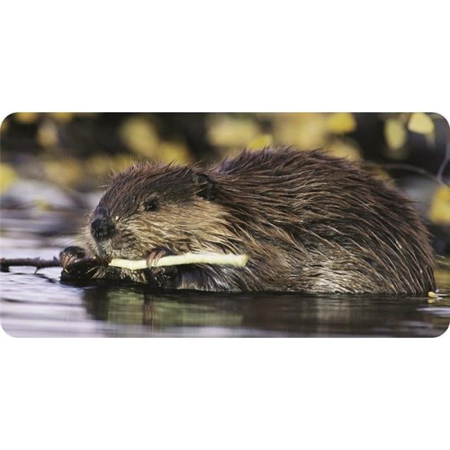 Beavers #2 Photo License Plate - Walmart.com
