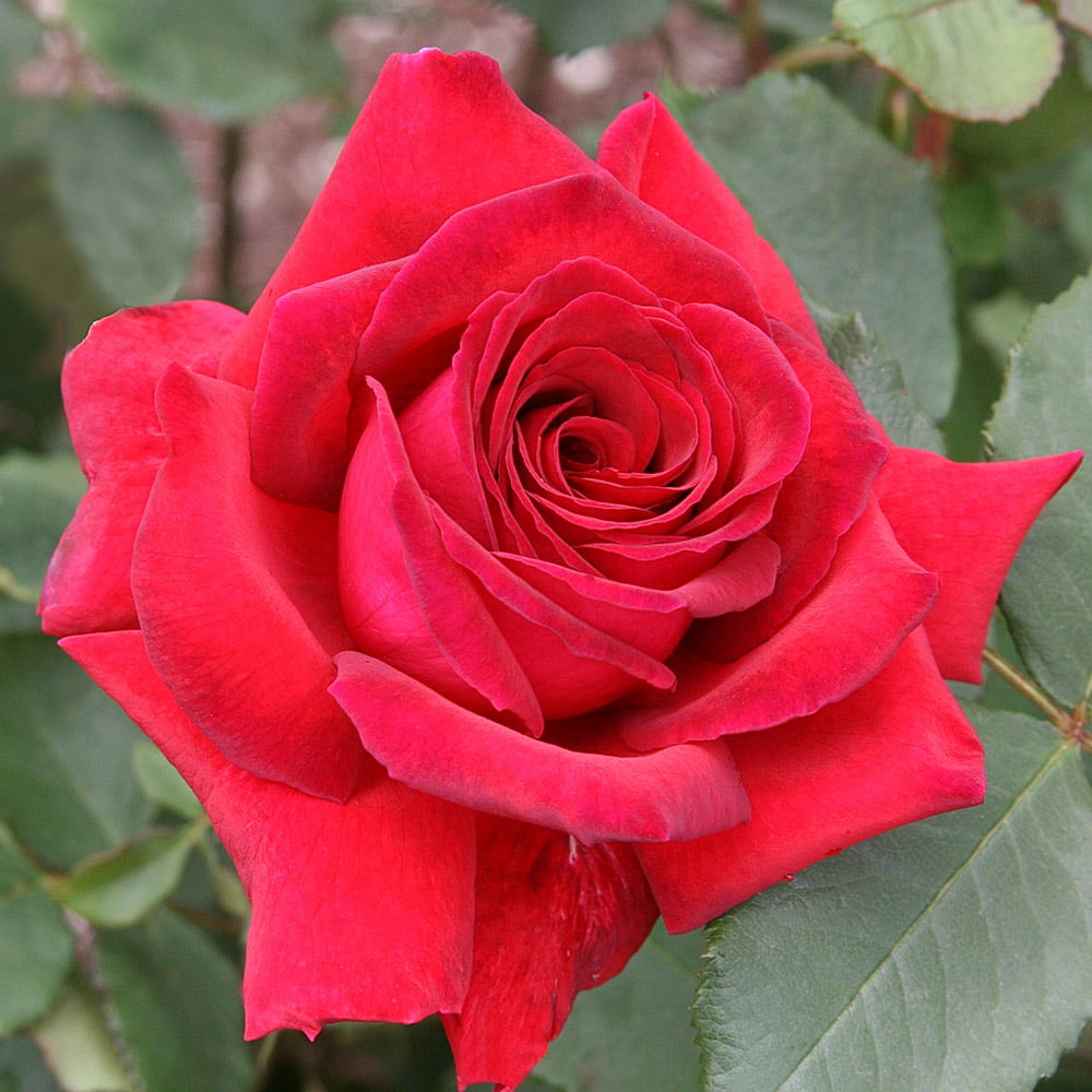 Because She Served™ Hybrid Tea Rose by Heirloom Roses - Live Red Rose ...