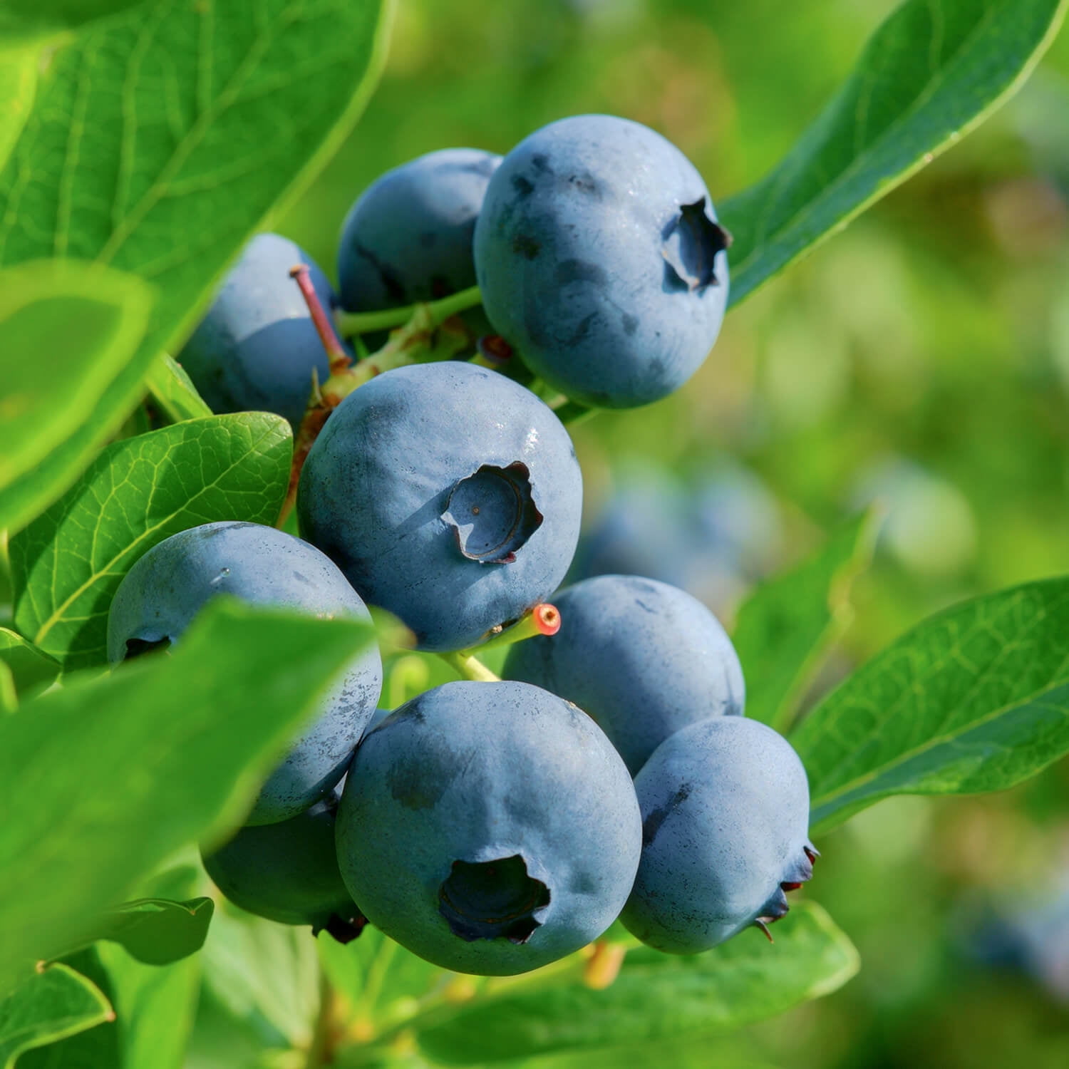 Expert Gardener Becki Rabbiteye Blueberry Bush (2.5 Gallon) Fruit ...