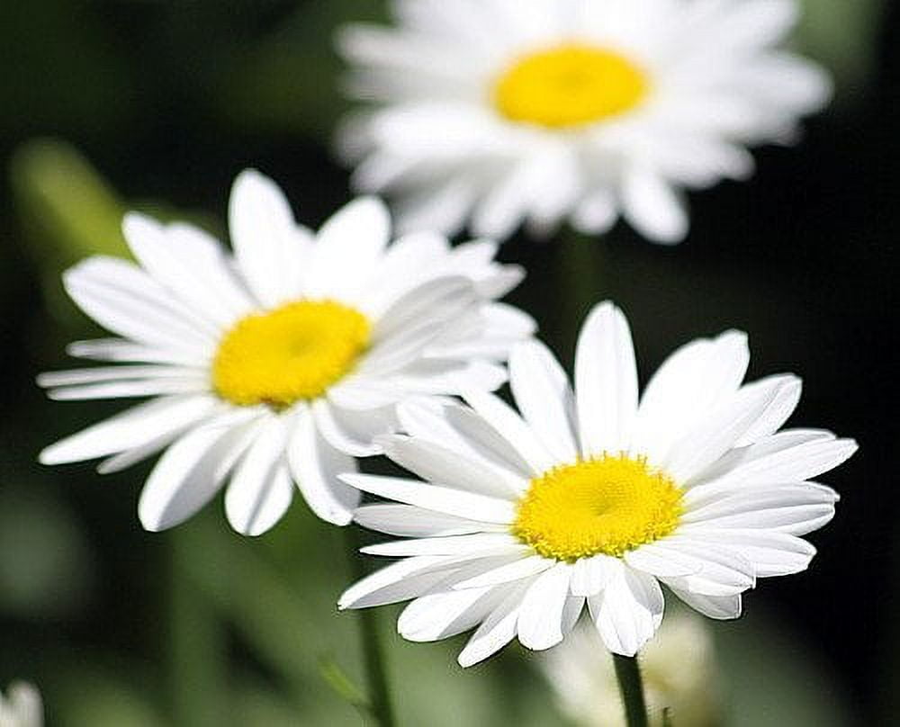 Becky Shasta Daisy - Leucanthemum - Live Outdoors - 2003 Plant of the ...