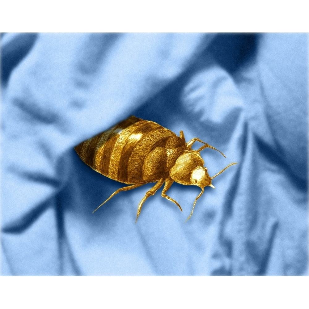Bed Bug Poster Print by Spencer Sutton/Science Source (36 x 24 ...