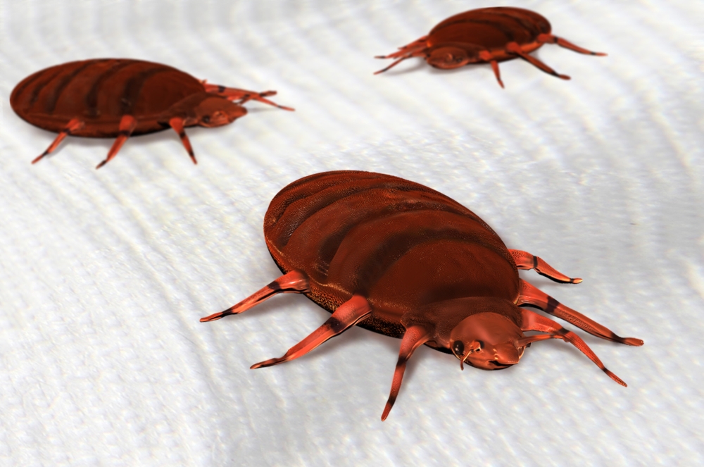 Bed Bugs Poster Print by Spencer Sutton/Science Source (24 x 18 ...