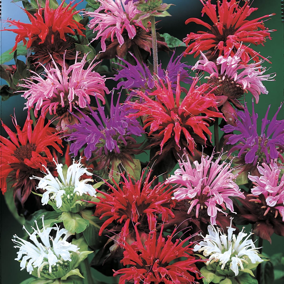Bee Balm Mixture Dormant Bareroot Flowering Starter Plants (3-Pack ...