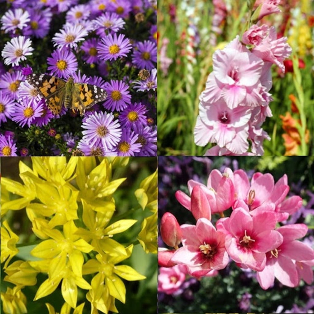Bee & Butterfly Perennial Flower Collection - 100 Full Sun Blooming ...