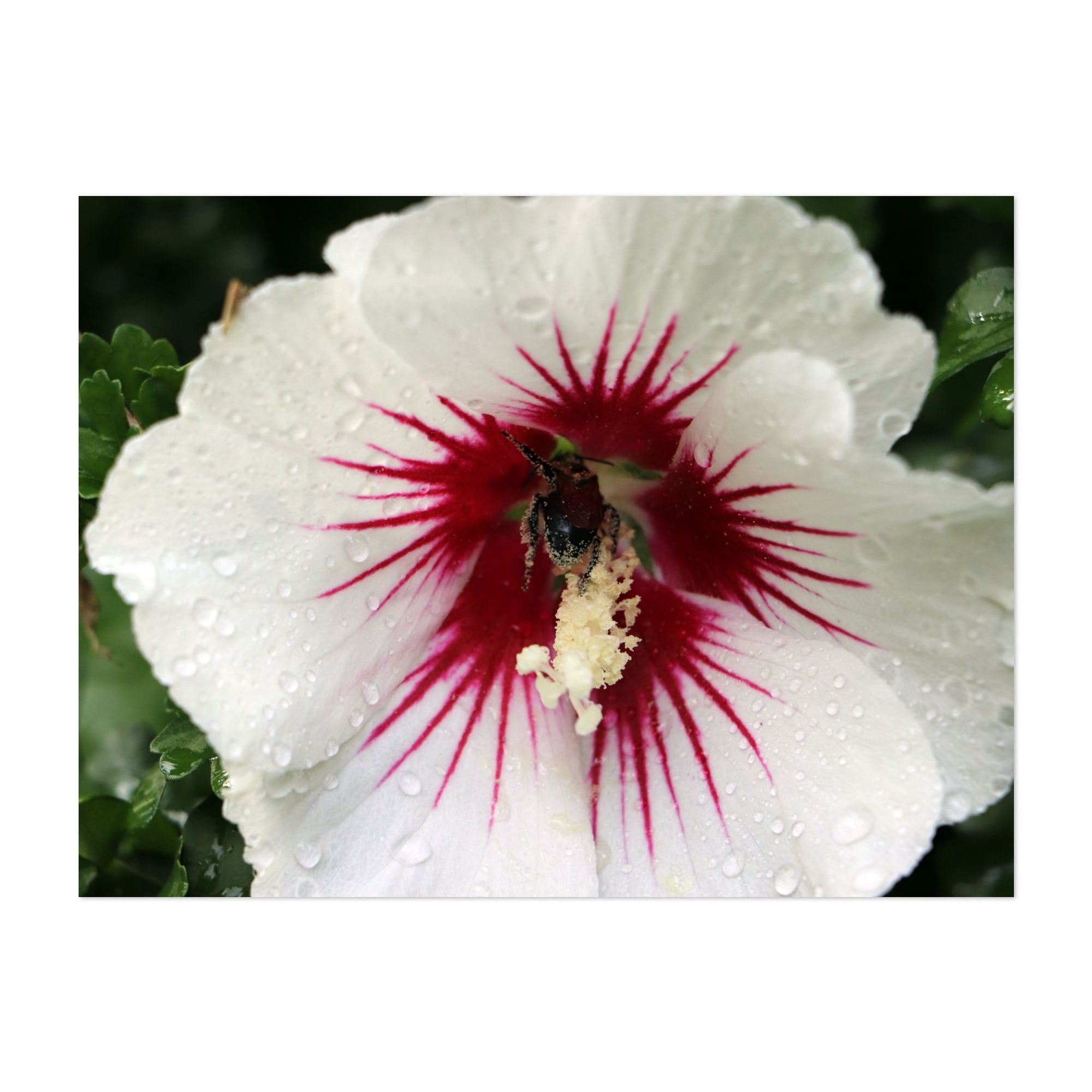 Bee Collecting Pollen from a Rose of Sharon - Marshall Michigan ...