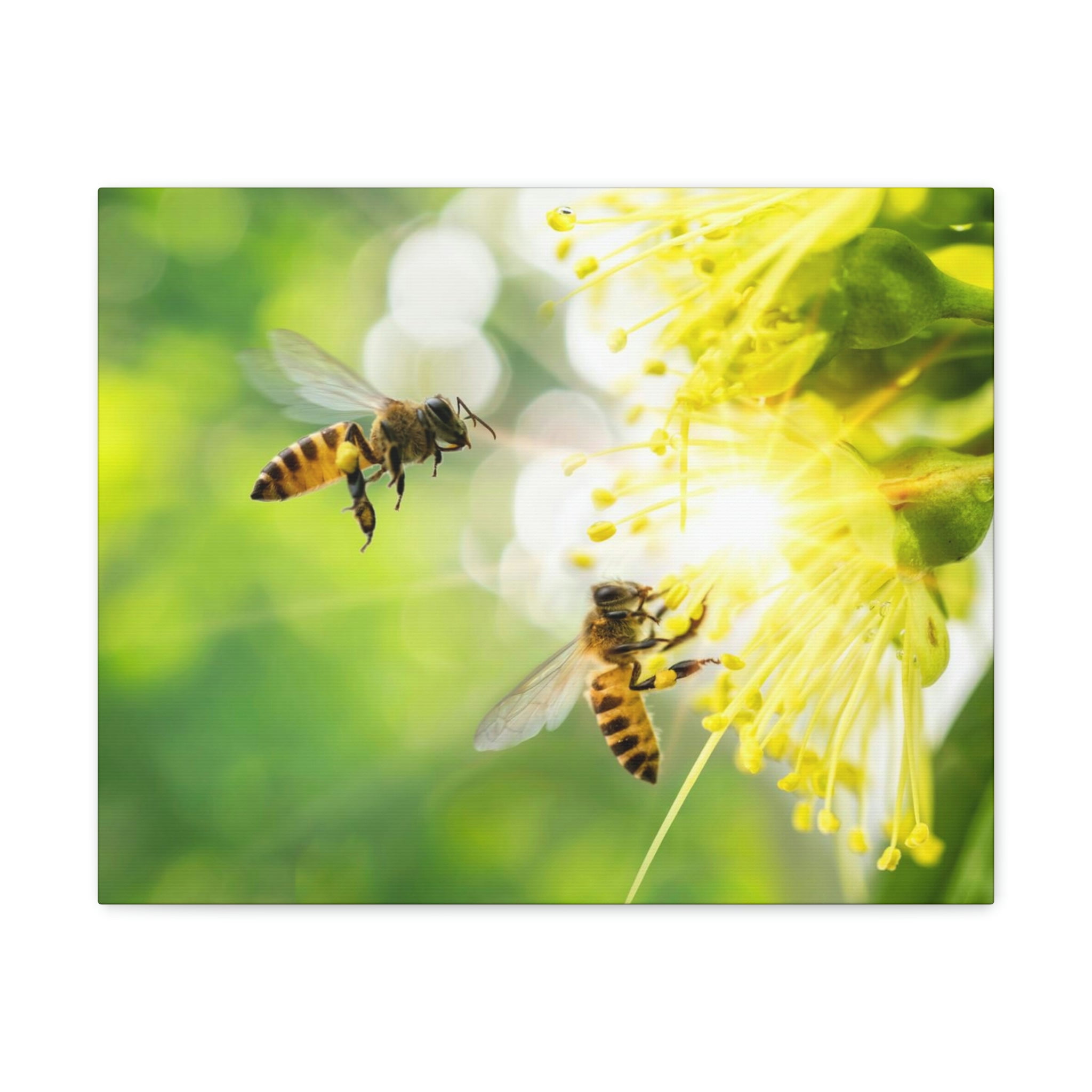Bee Couple Bee Troop Print Animal Wall Art Wildlife Canvas Prints Wall ...