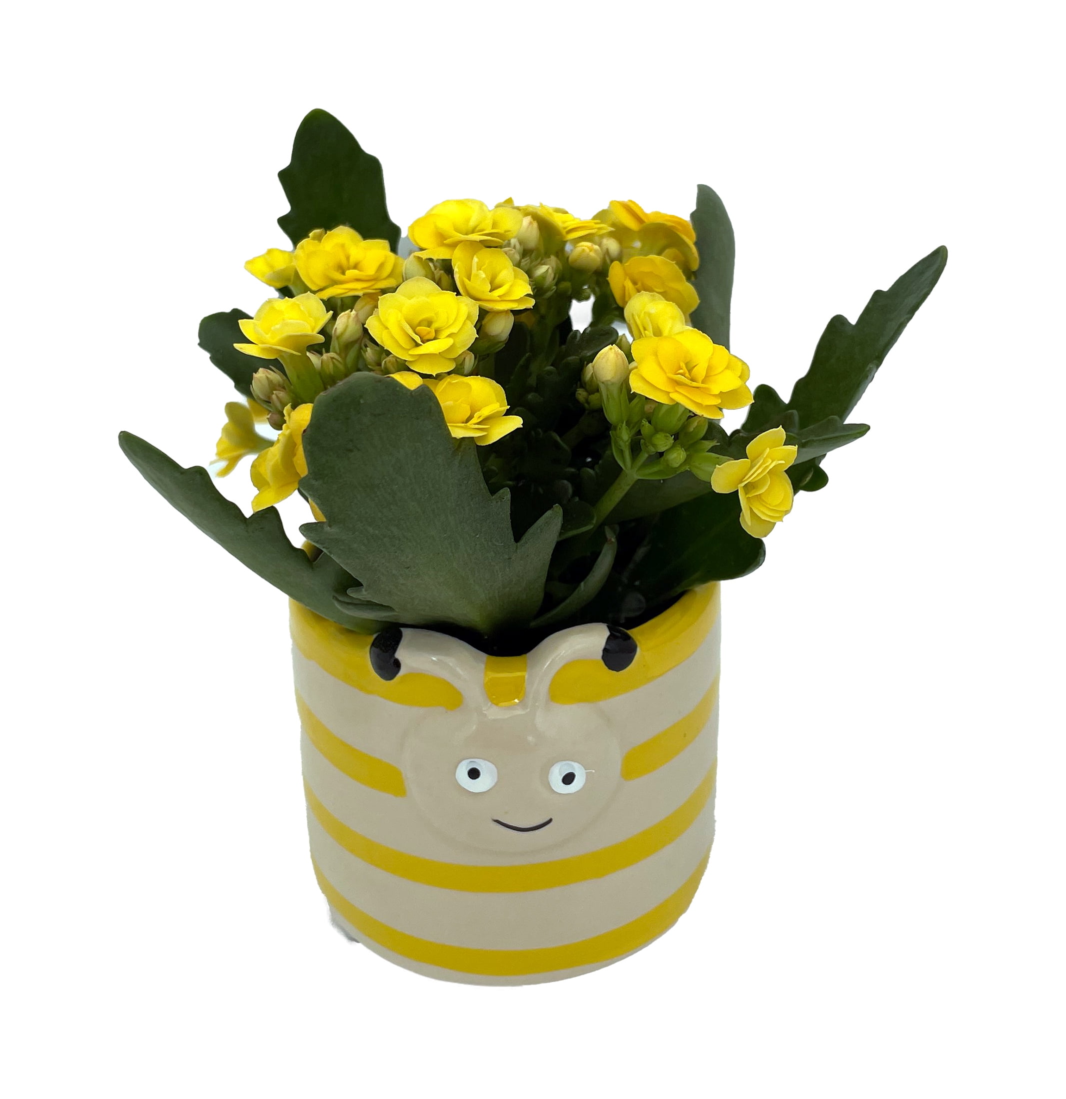 Bee Happy Ceramic Pot with Yellow Calandiva Plant -Double Yellow Blooms ...