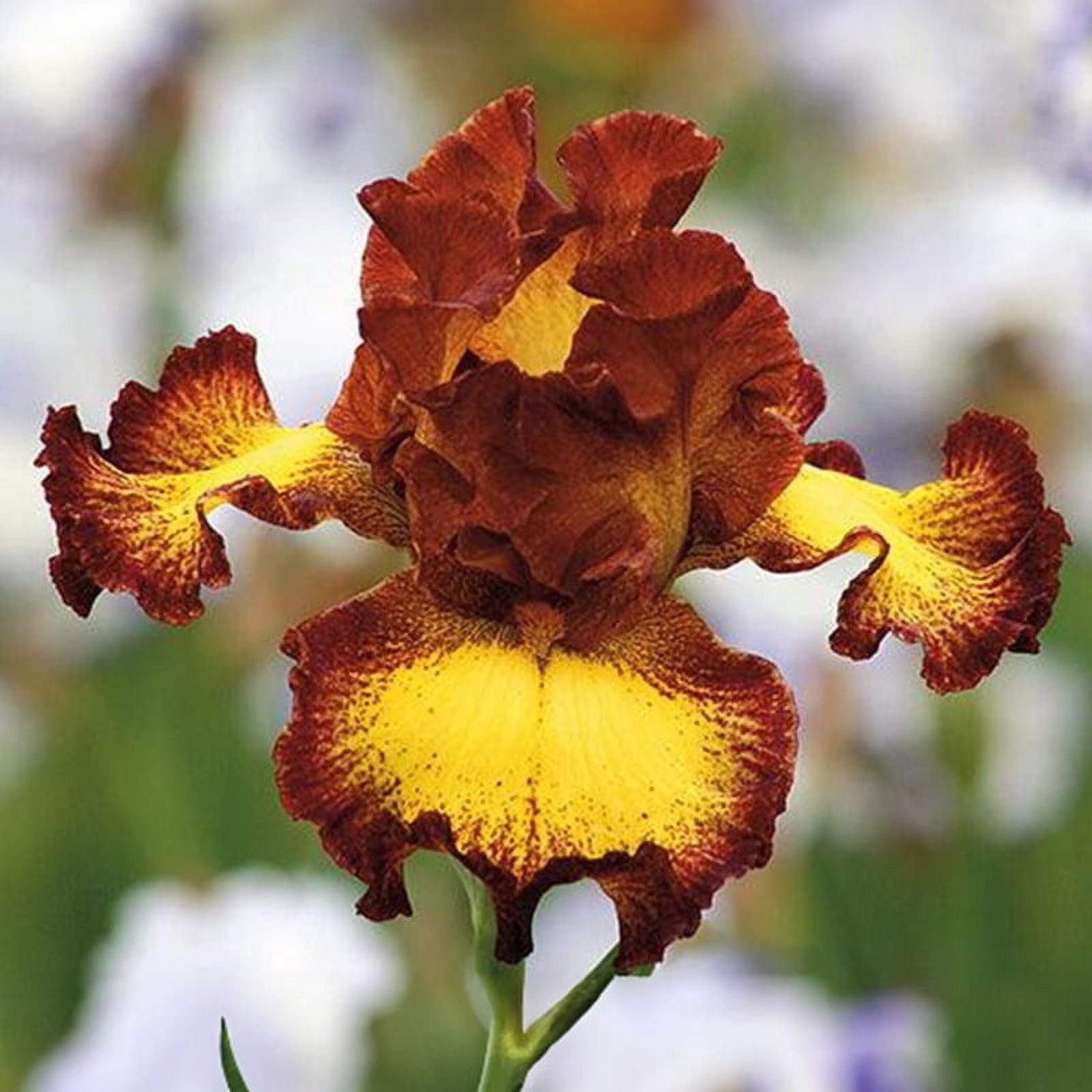 Bee My Honey Bearded Iris Flower Bulbs - Attracts Butterflies and ...