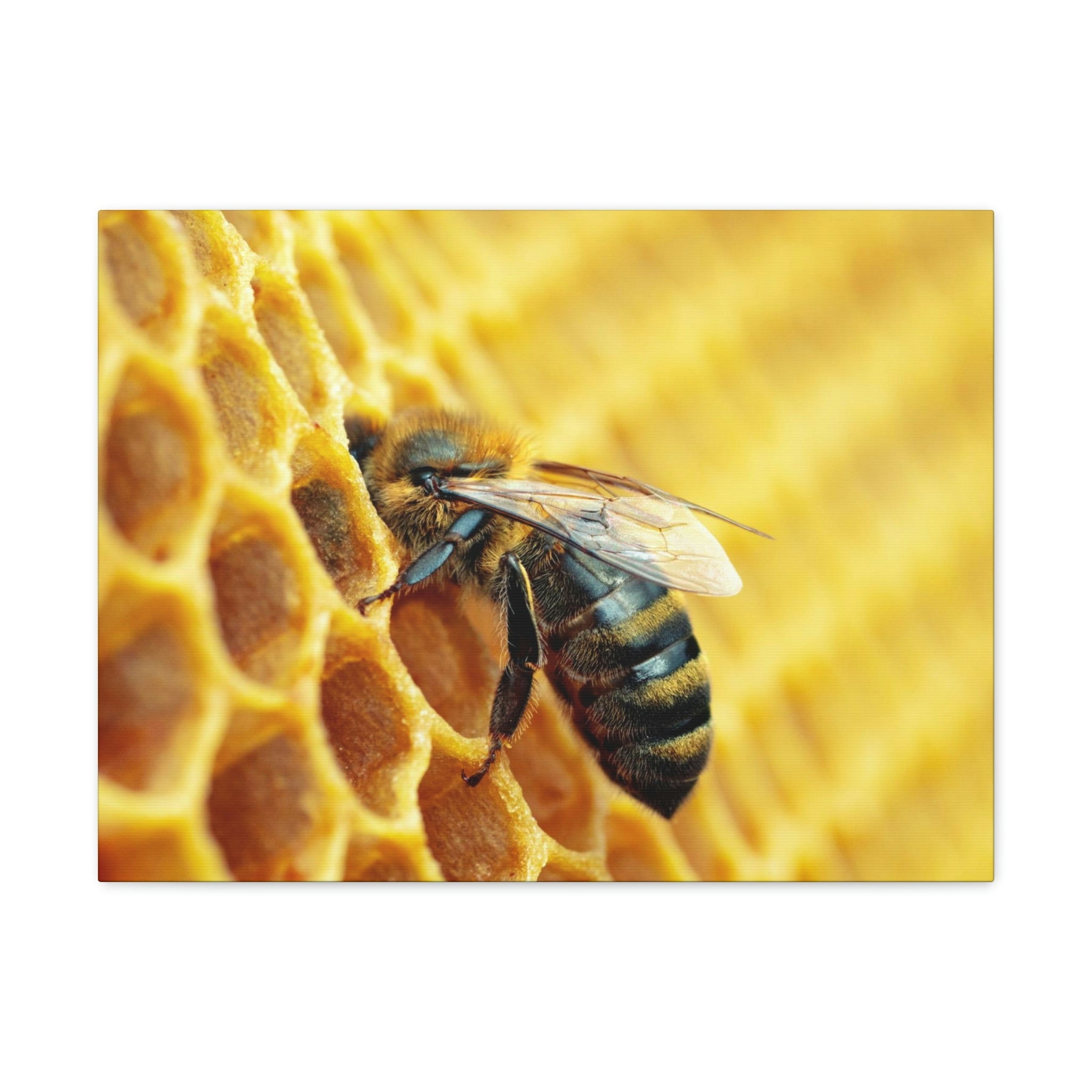 Bee Hunting Bee on Hunt Print Animal Wall Art Wildlife Canvas Prints ...