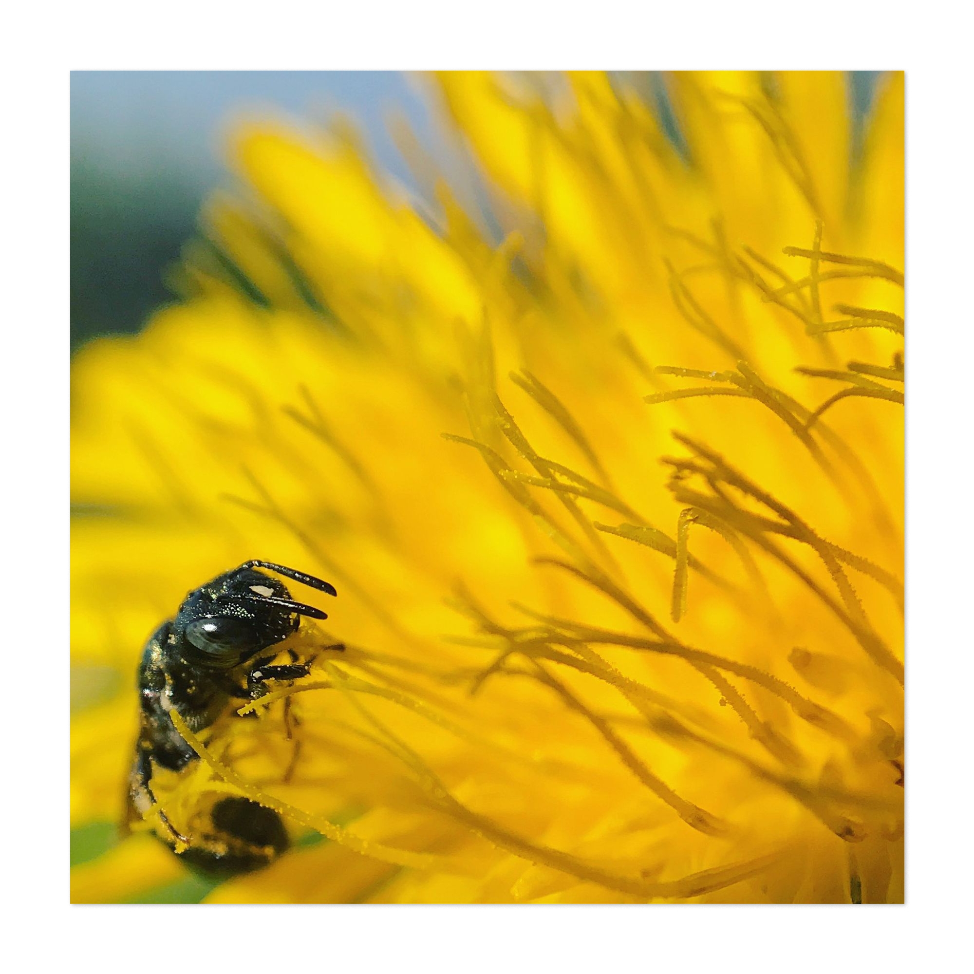 Bee Pollenating Yellow Flower - Ferrisburgh Vermont Photography Nature ...