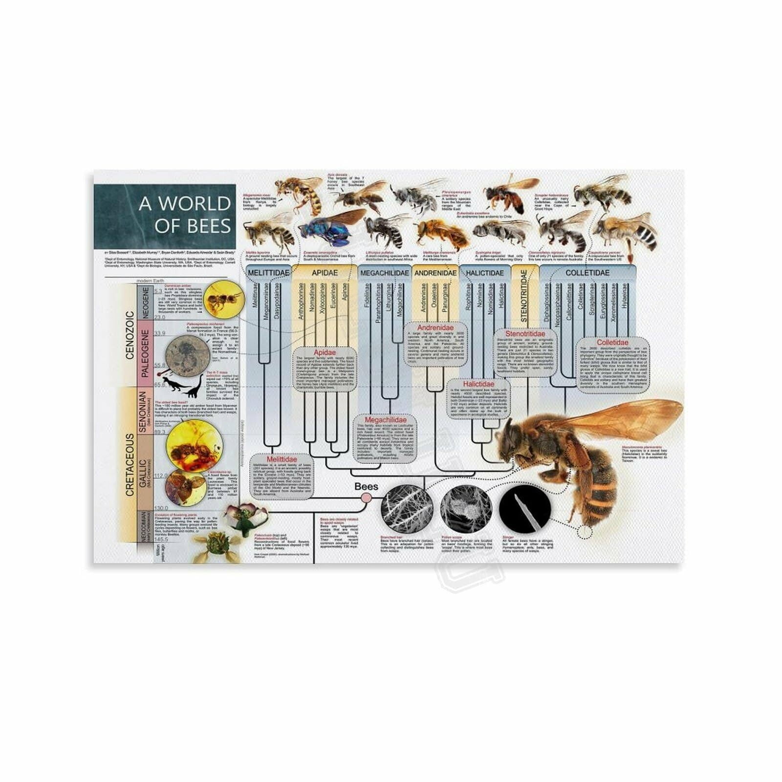 Bee Science Poster World of Bees Knowledge Guide Canvas Painting Wall ...