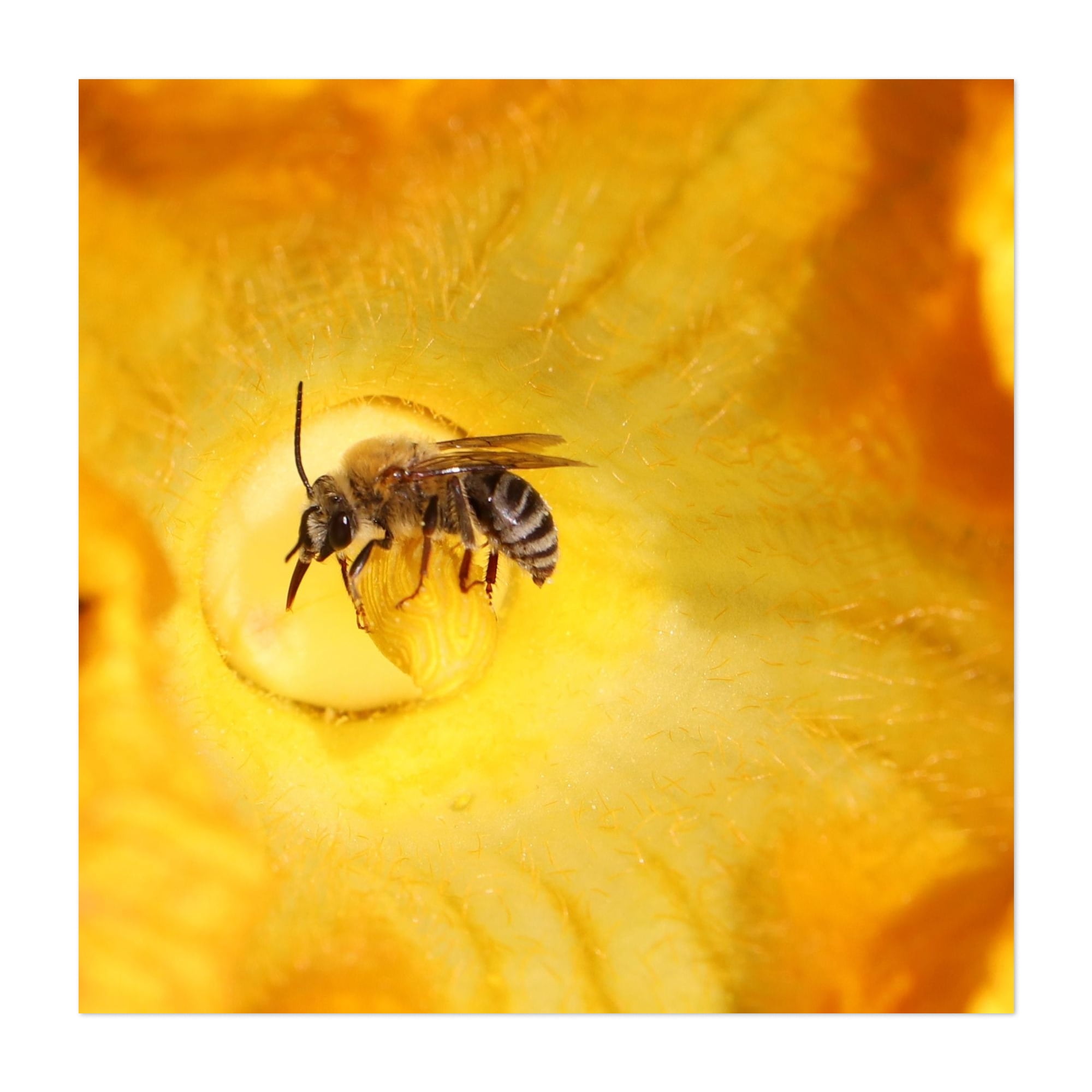Bee Squash - Jackson Michigan Photography Insect Flowers Nature ...